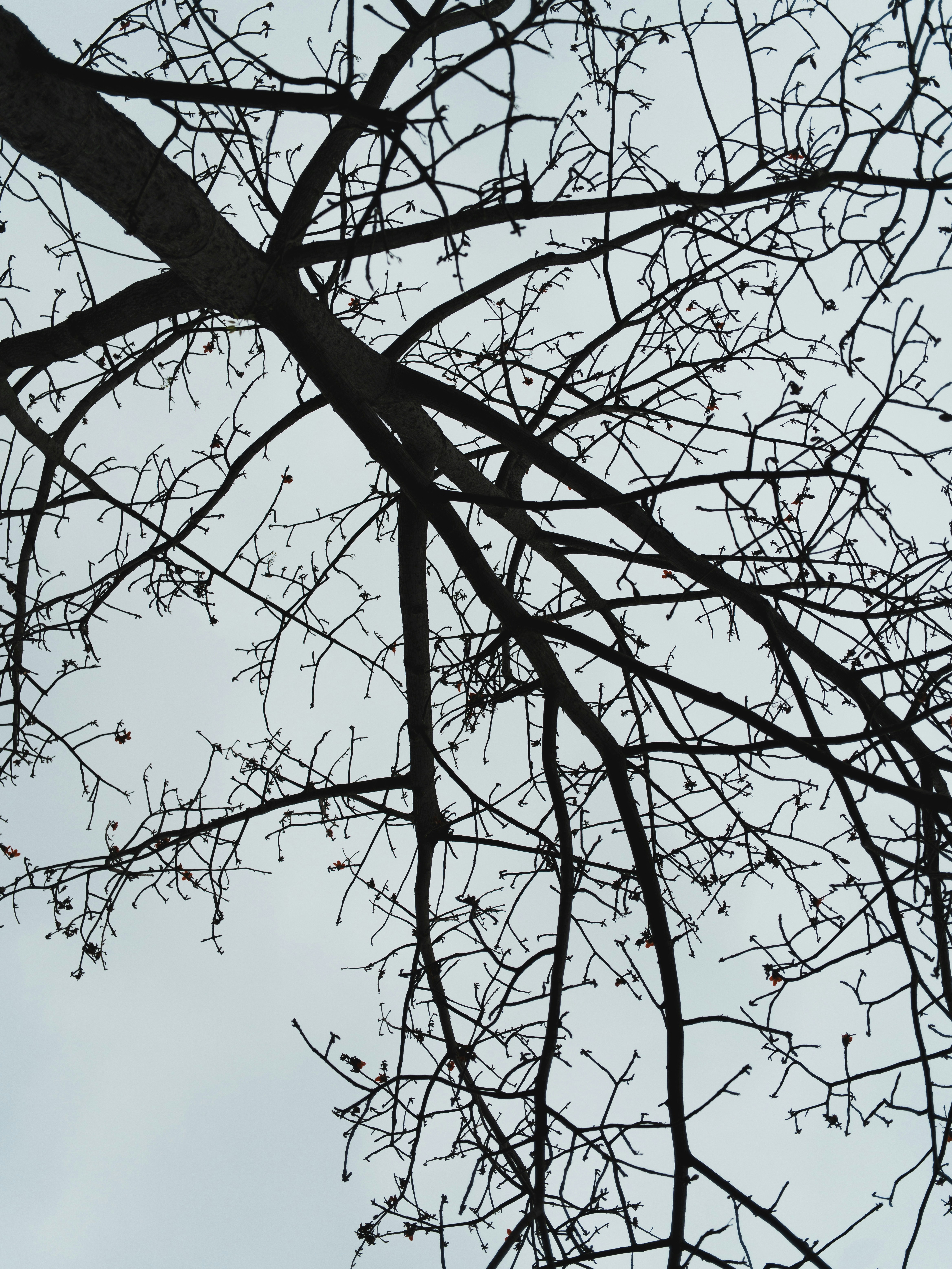 Bare Branch Network Against Pale Sky