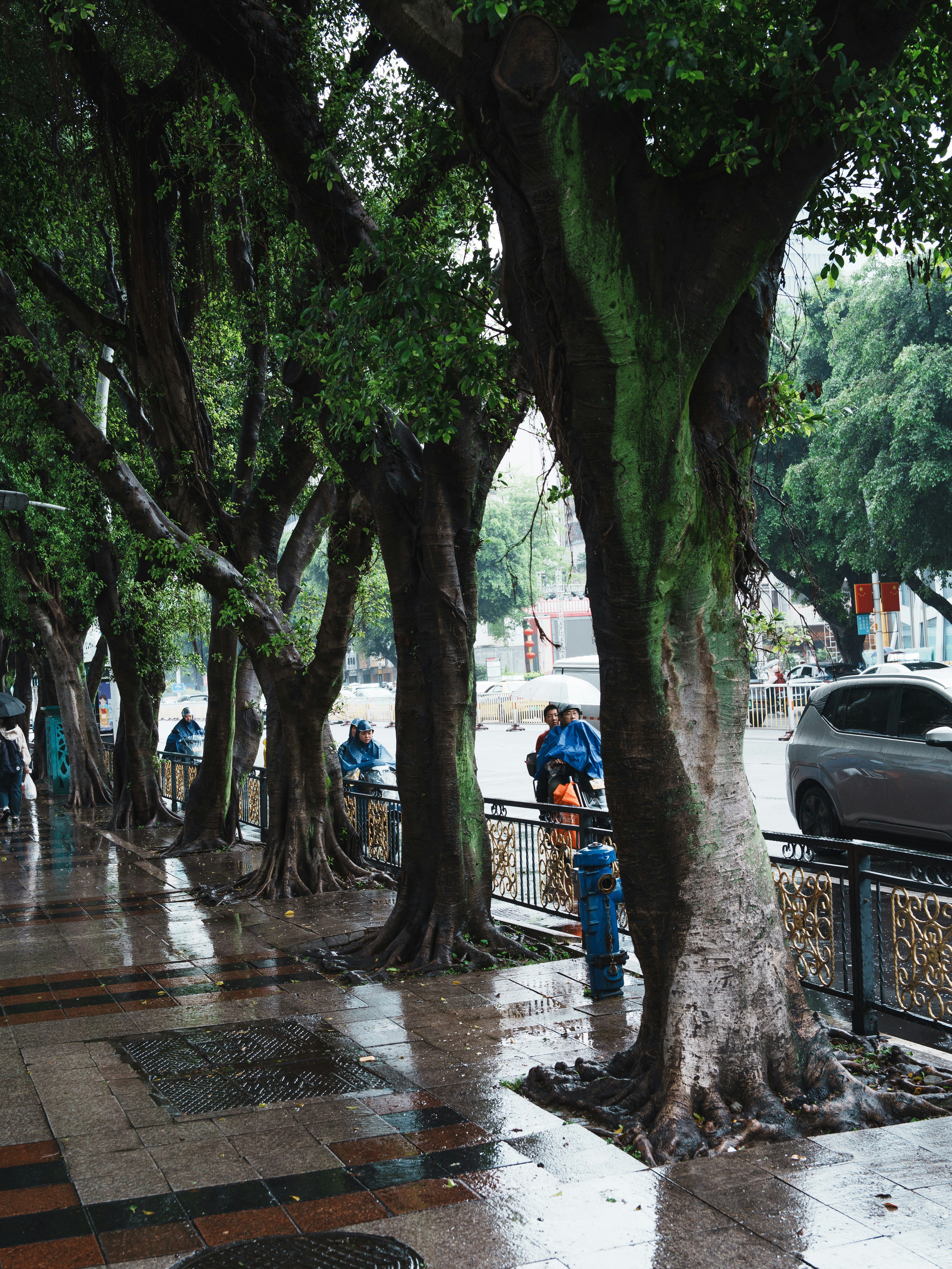 Rainy Street Safari: Moss-Covered Giants Guard the Sidewalk