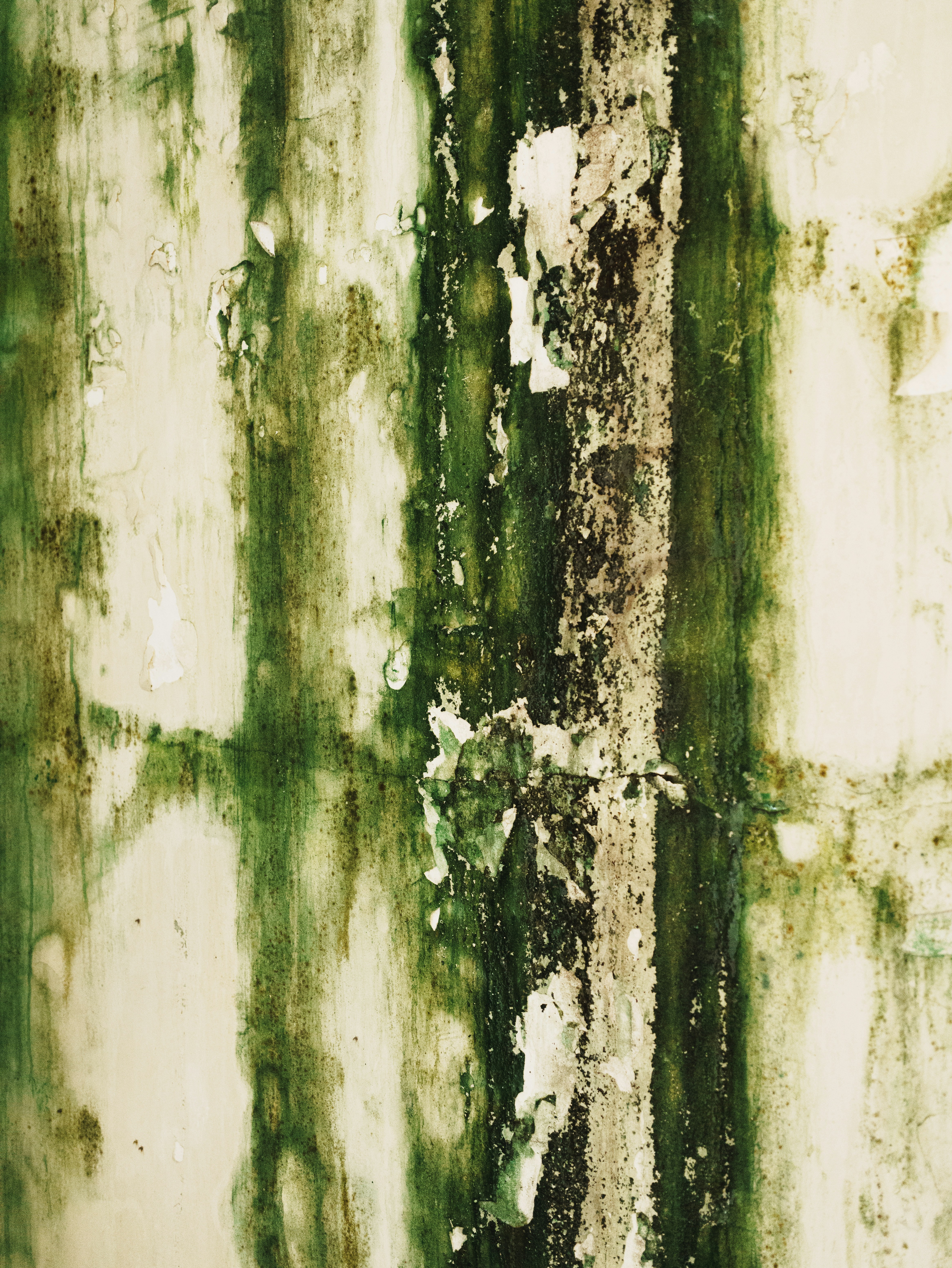 Moss-Streaked Surface: A Textural Study of Vertical Decay
