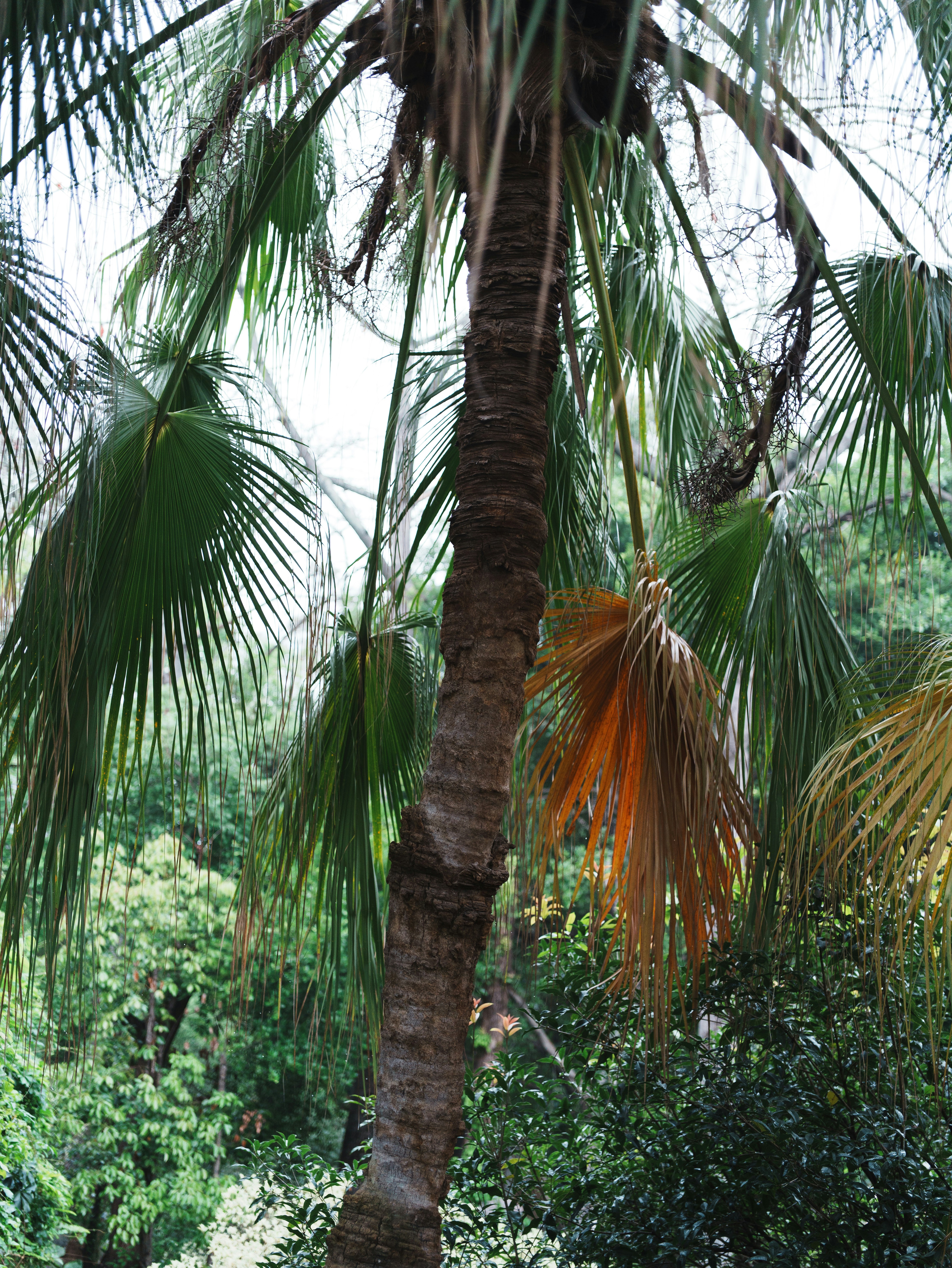Tangled Palm Trunk with Sunlit Fronds