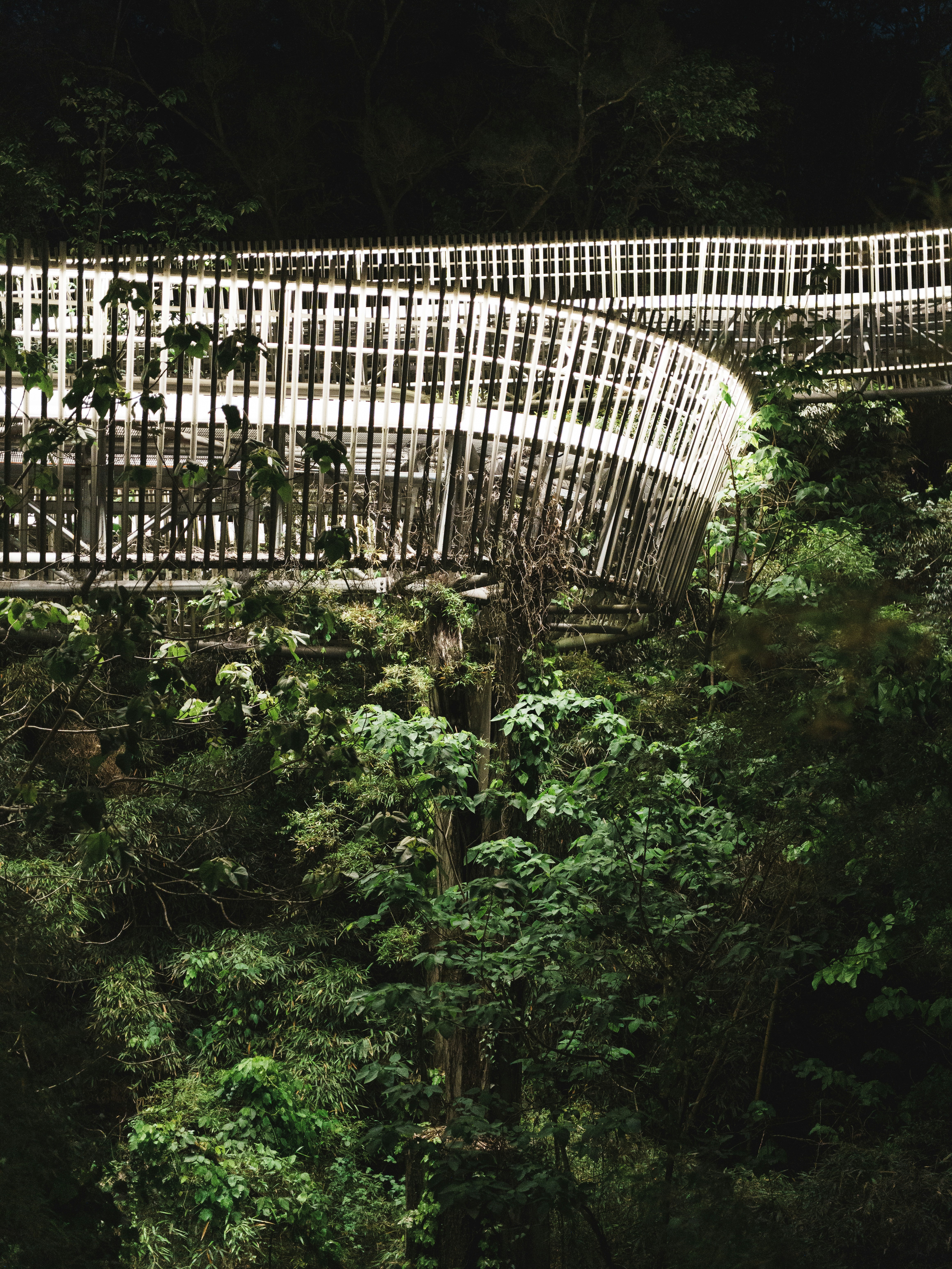 Curved Skywalk Looms Over Night Forest