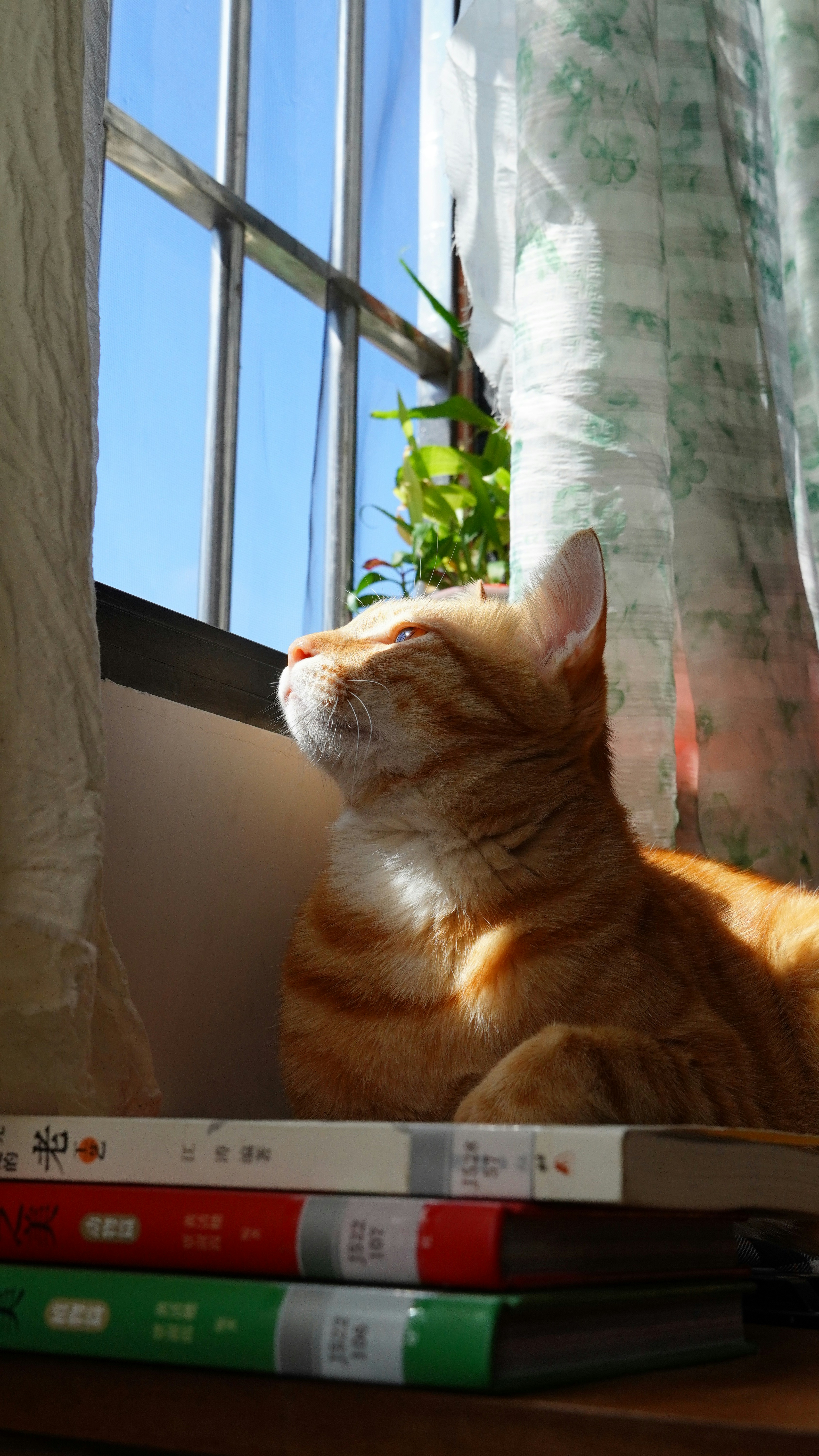 Sunlit Gaze: Ginger Cat Watching the Window Garden