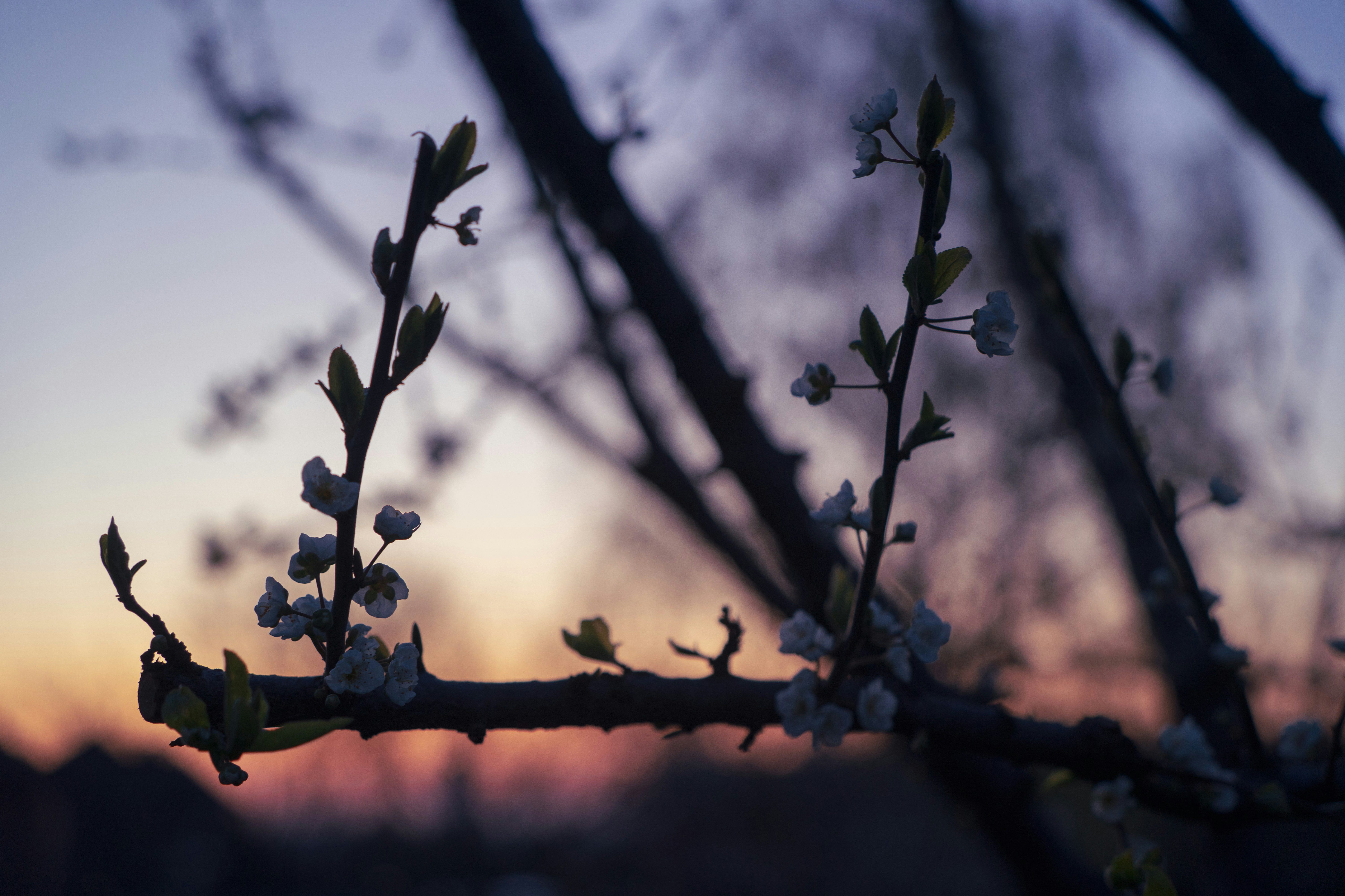 Blossoms Against a Summer-to-Dusk Sky