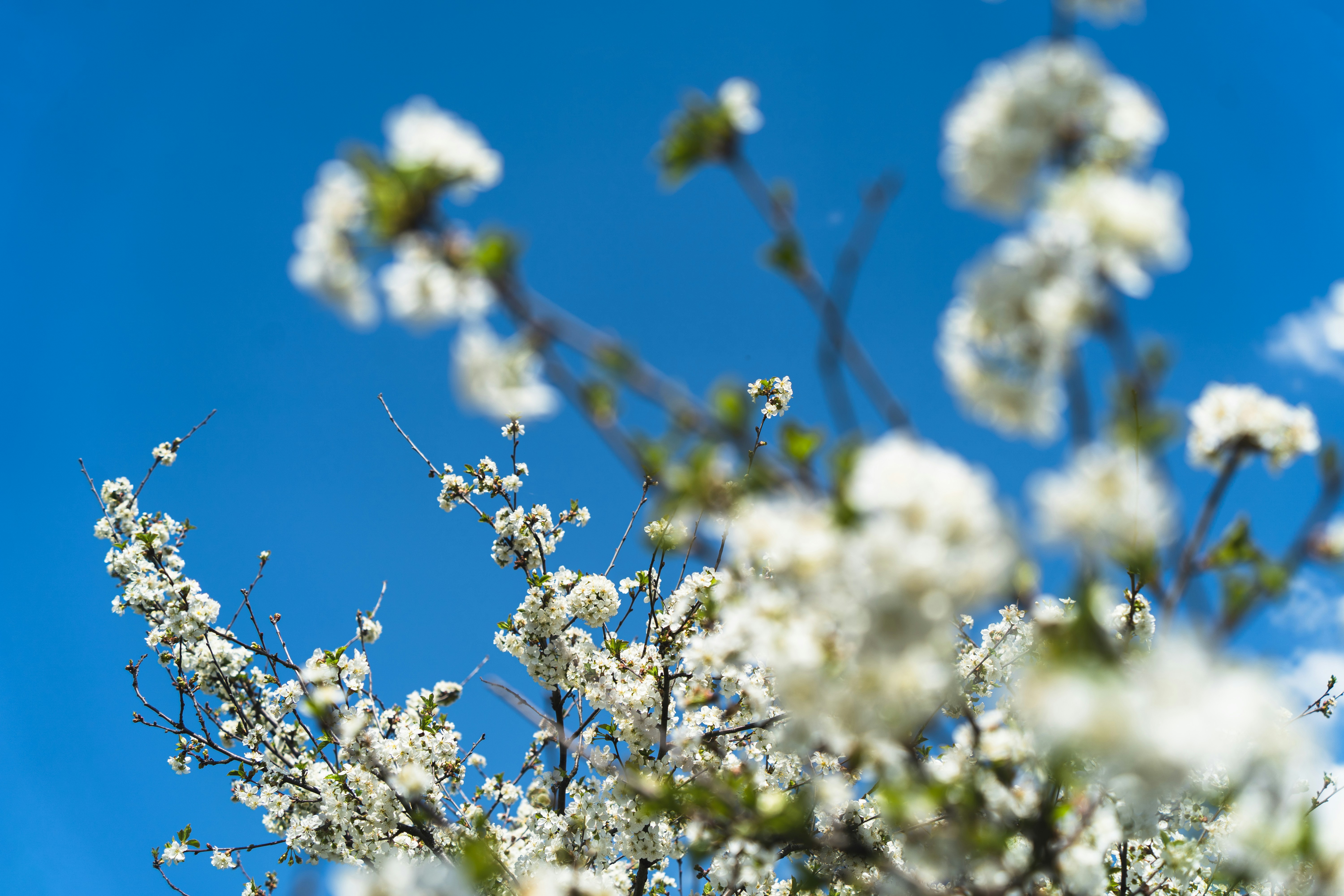 Blossoms against a Cerulean Sky