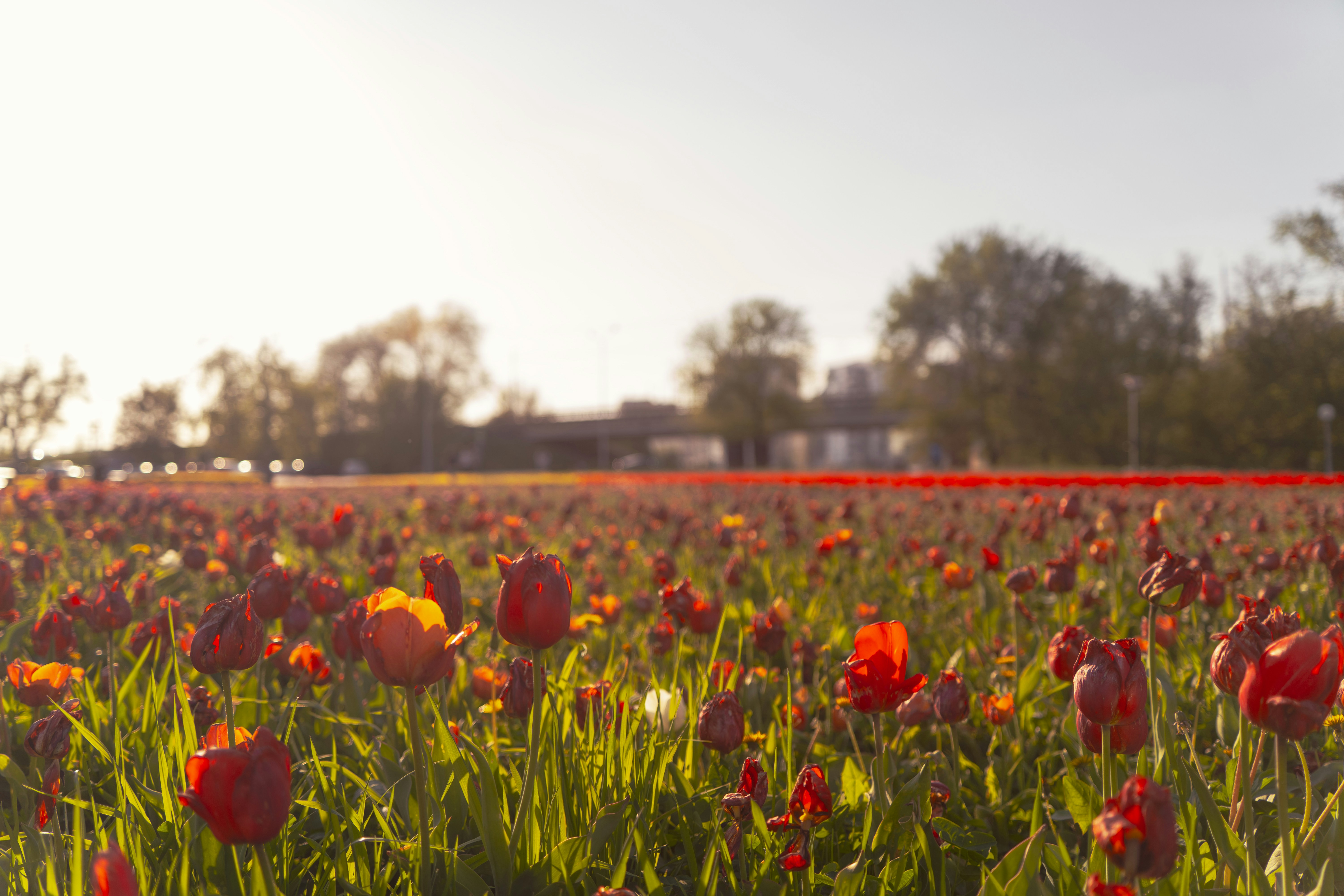 Tulip Field at Golden Moment on the Horizon