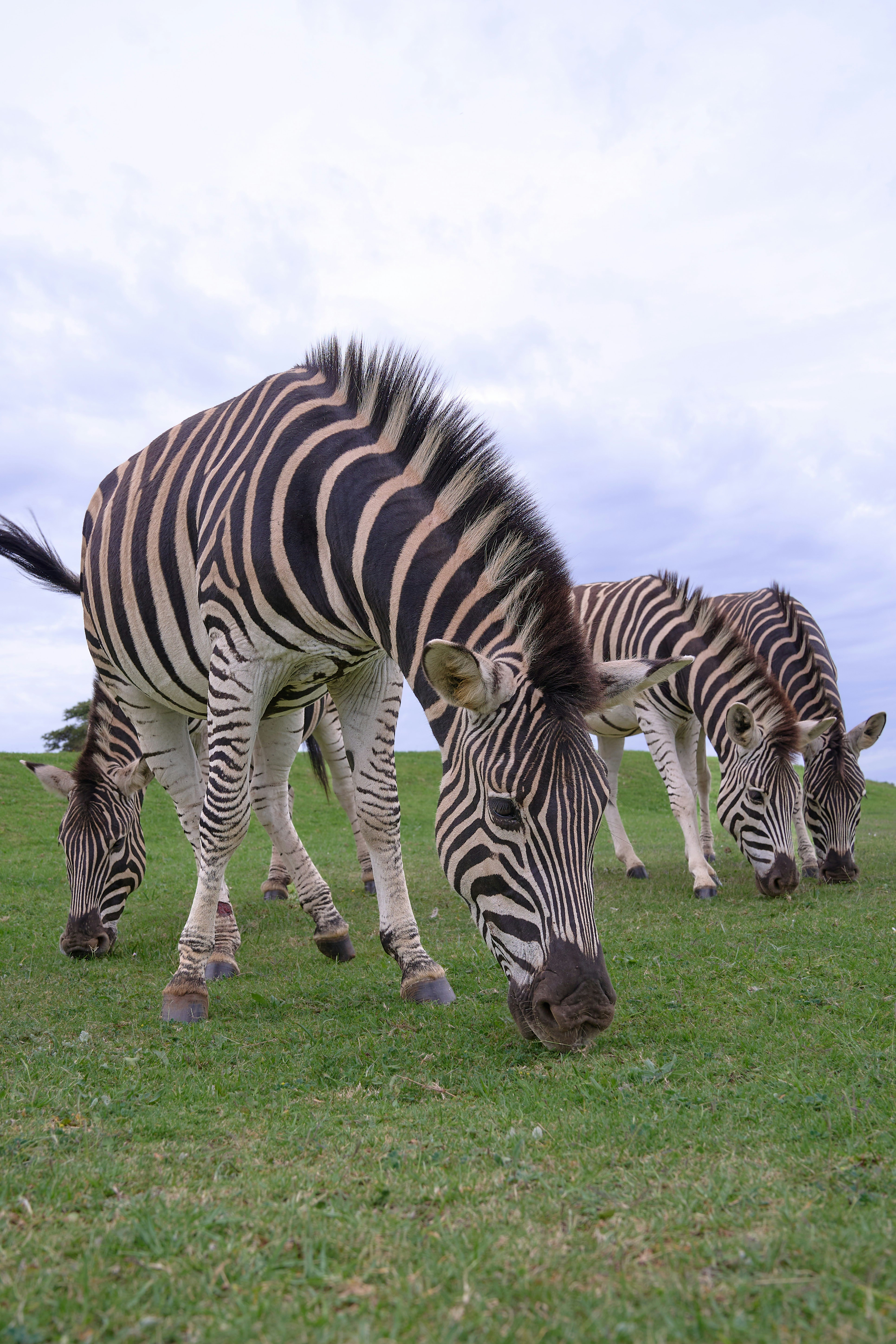 Grazing Zebras: Stripes in a Quiet Prairie