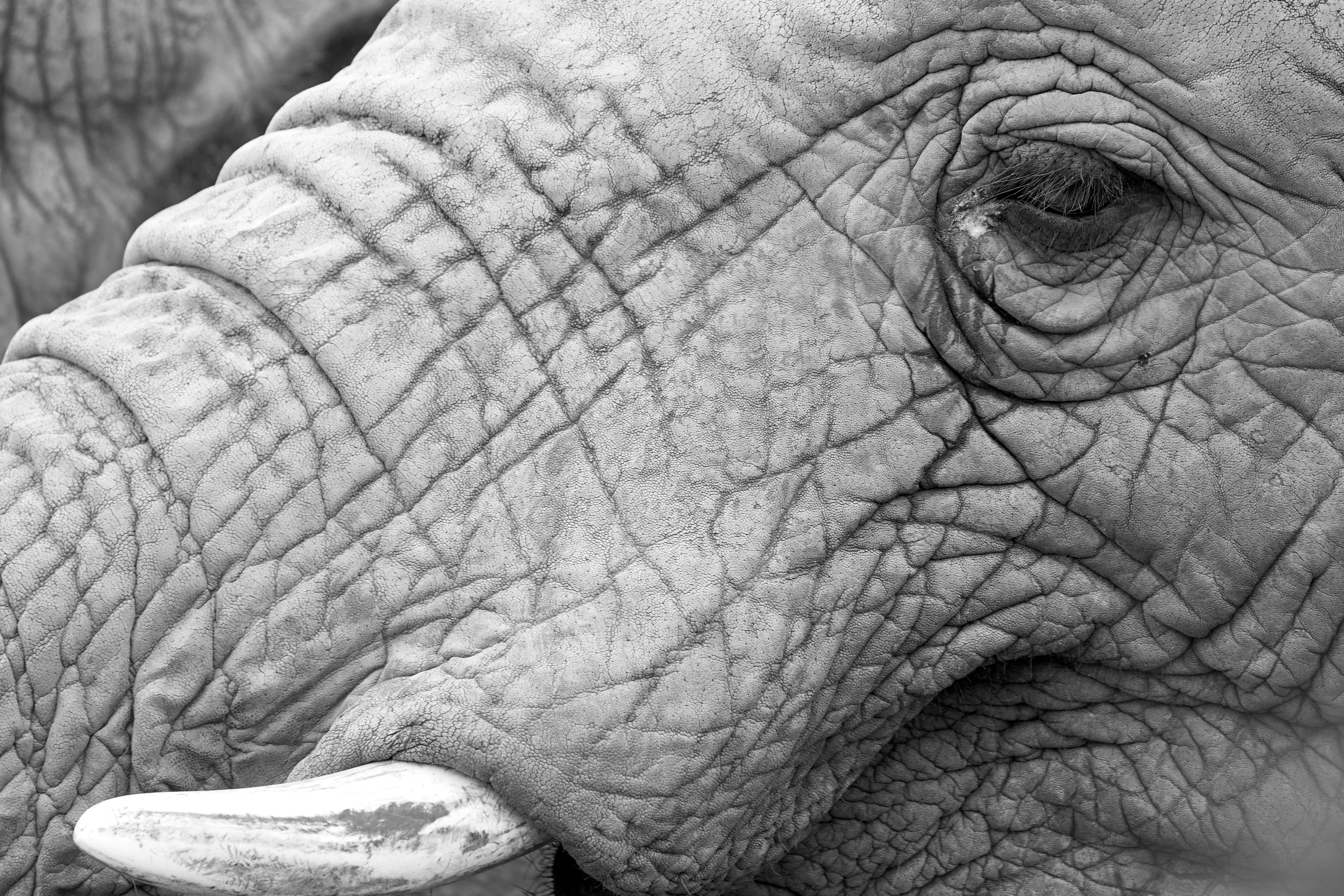 Whorls and Wise Eyes: A Close Portrait of Elephant Skin
