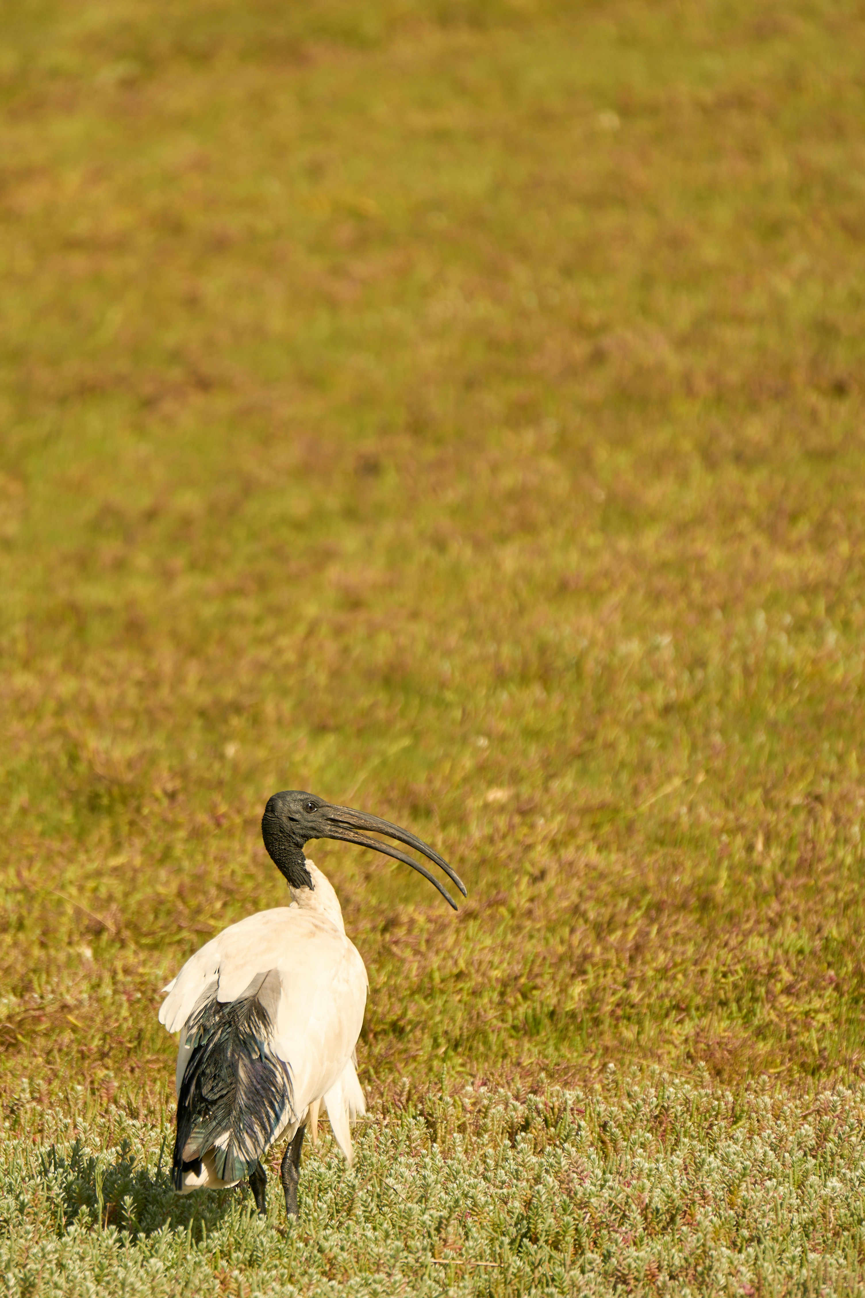 Long-billed ibis in sunlit grassland under open sky
