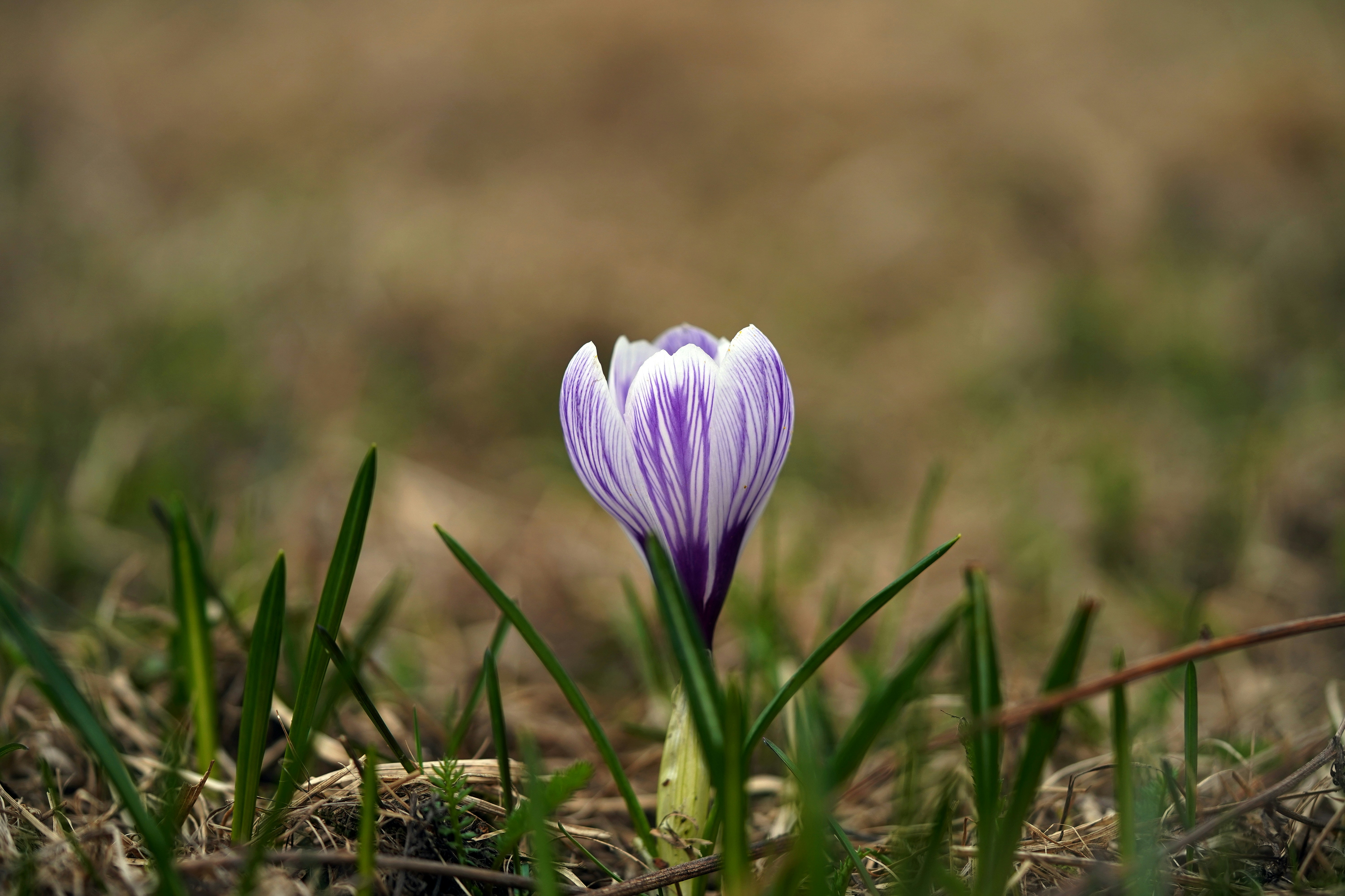 Emerging Crocus: A Single Violet Flame in Glassy Spring Grass