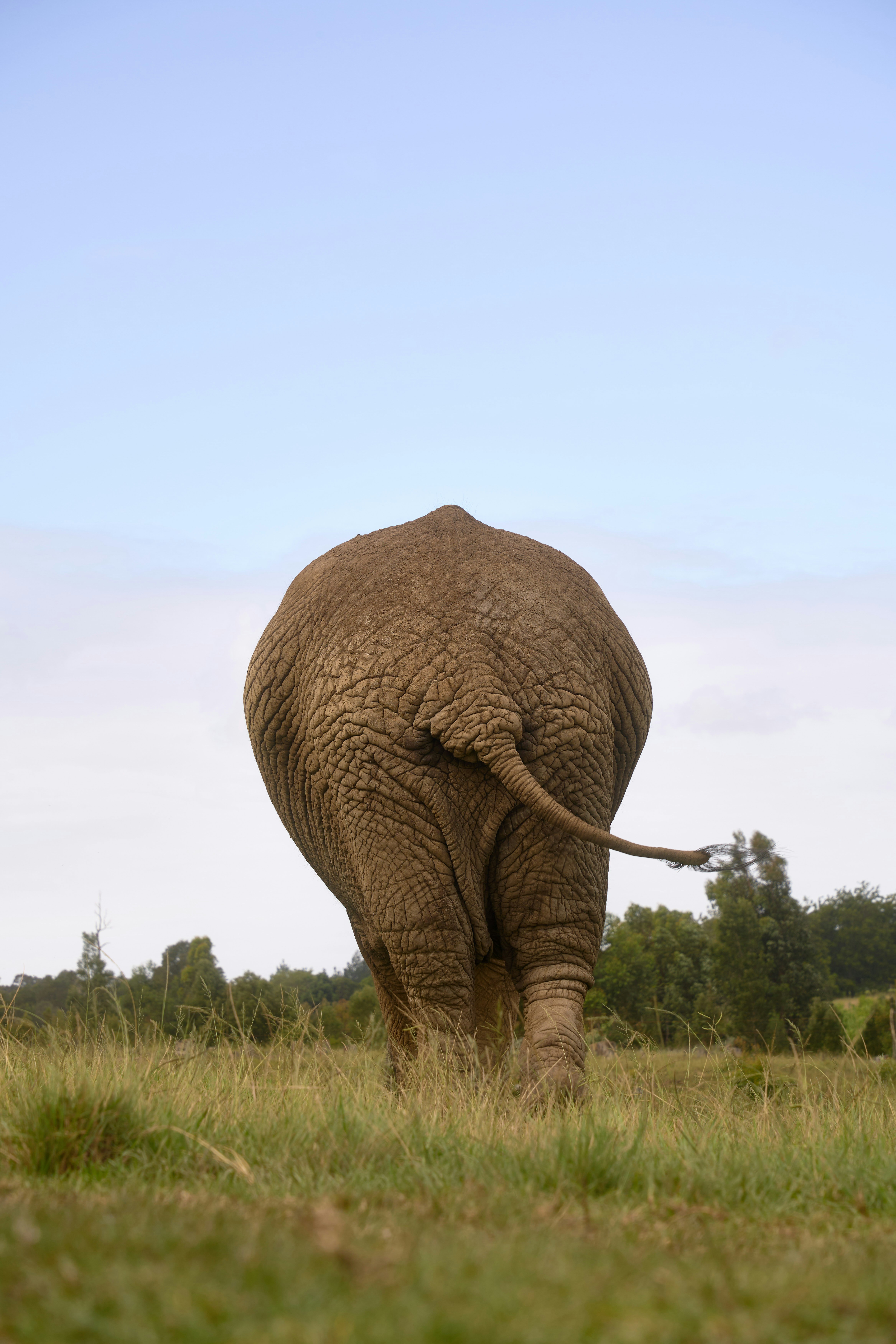 Back-End Silhouette: An Elephant’s Last Stretch Across the Grassland