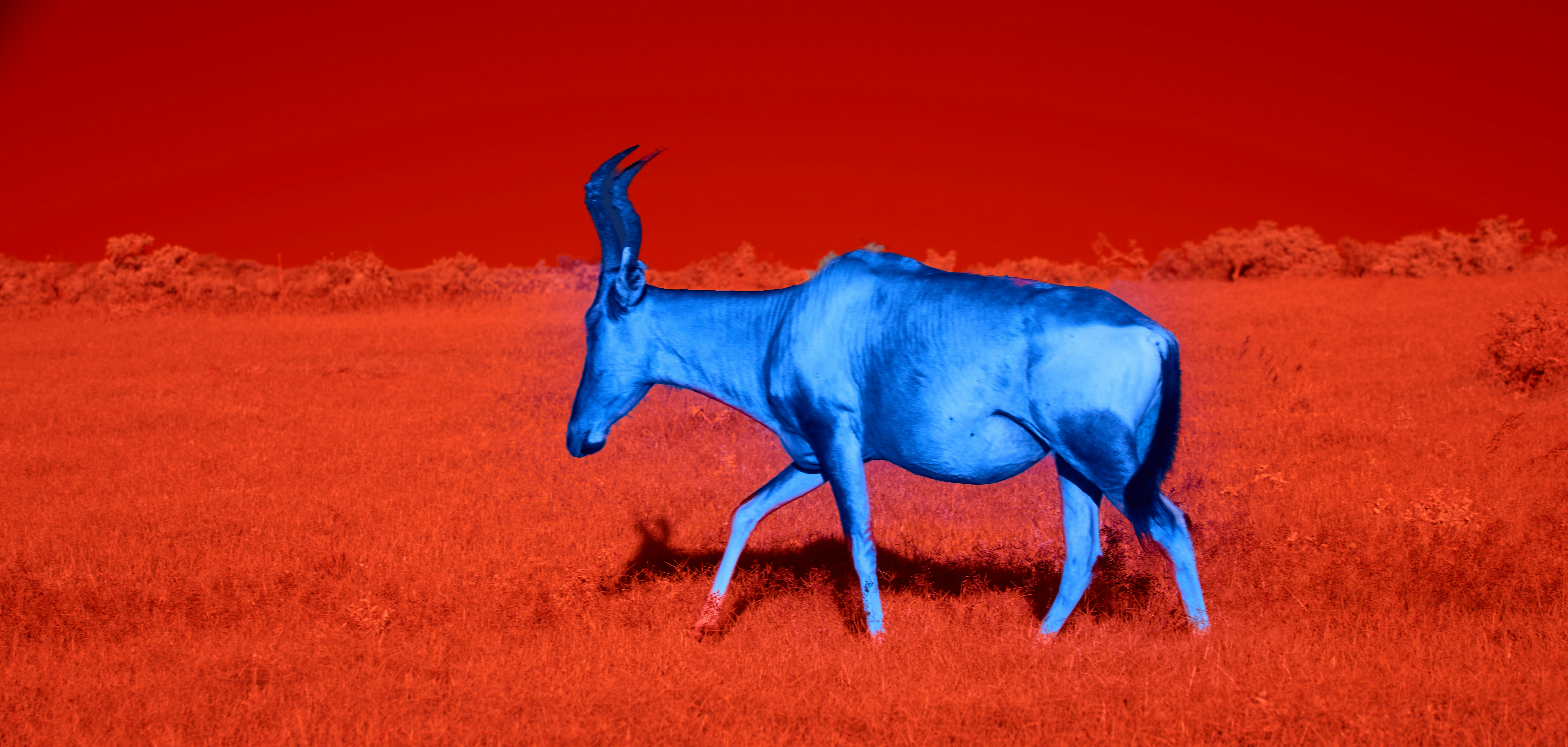 Blue Donkey in a Crimson Prairie