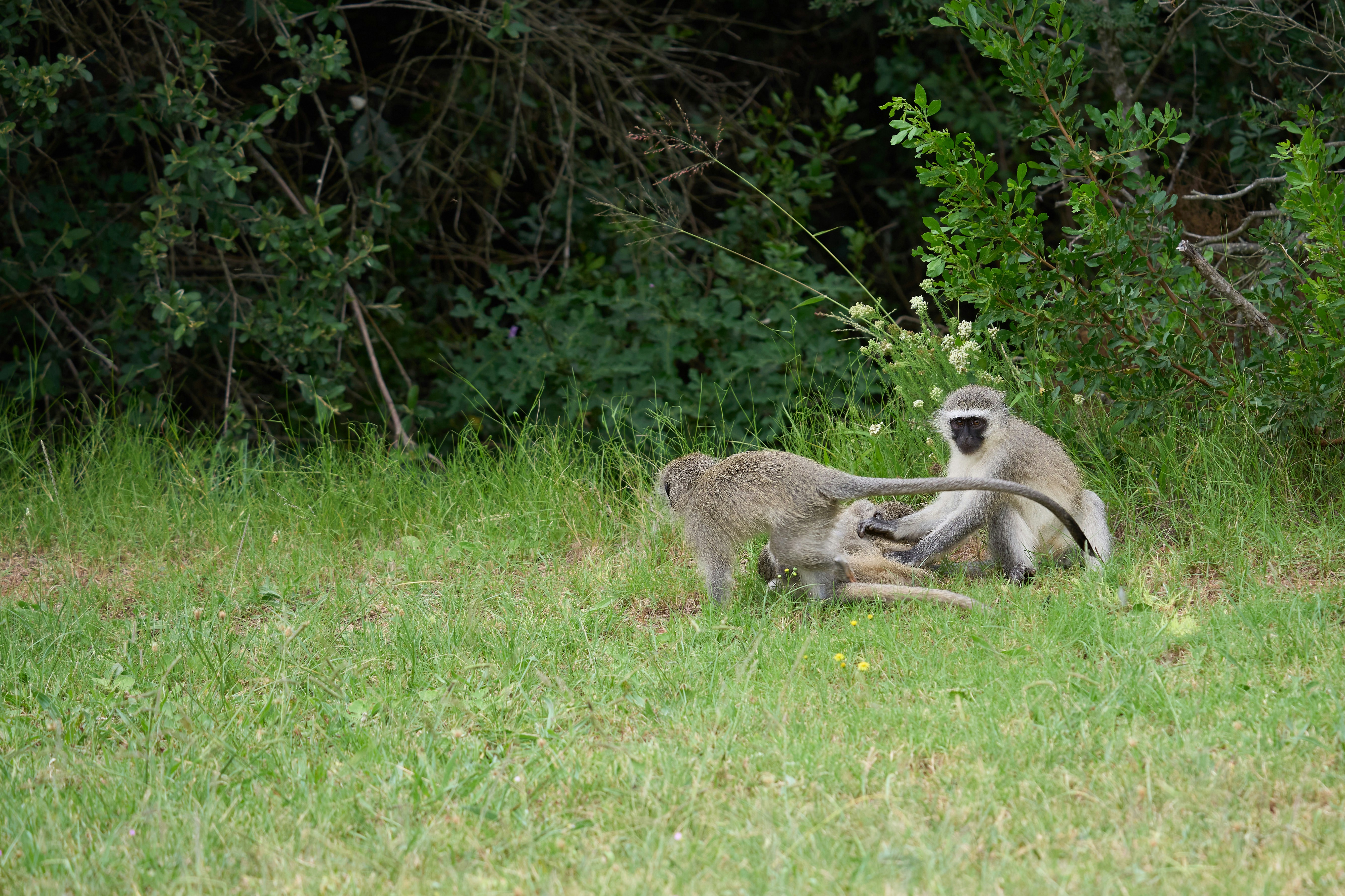 Monkey Play Fight on Sunlit Grass