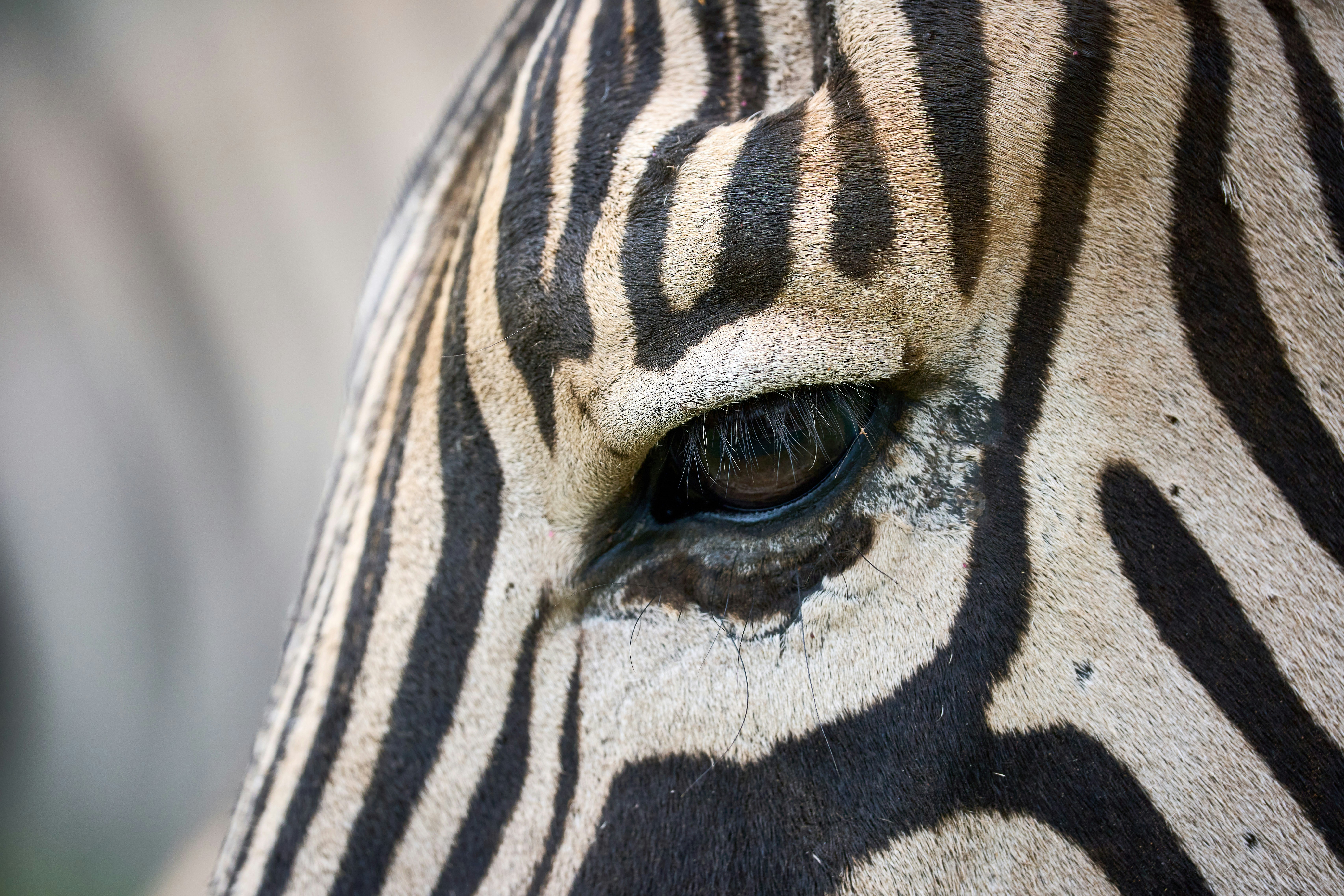 Eye of the Herd: A Zebra Portrait in Soft Evening Light