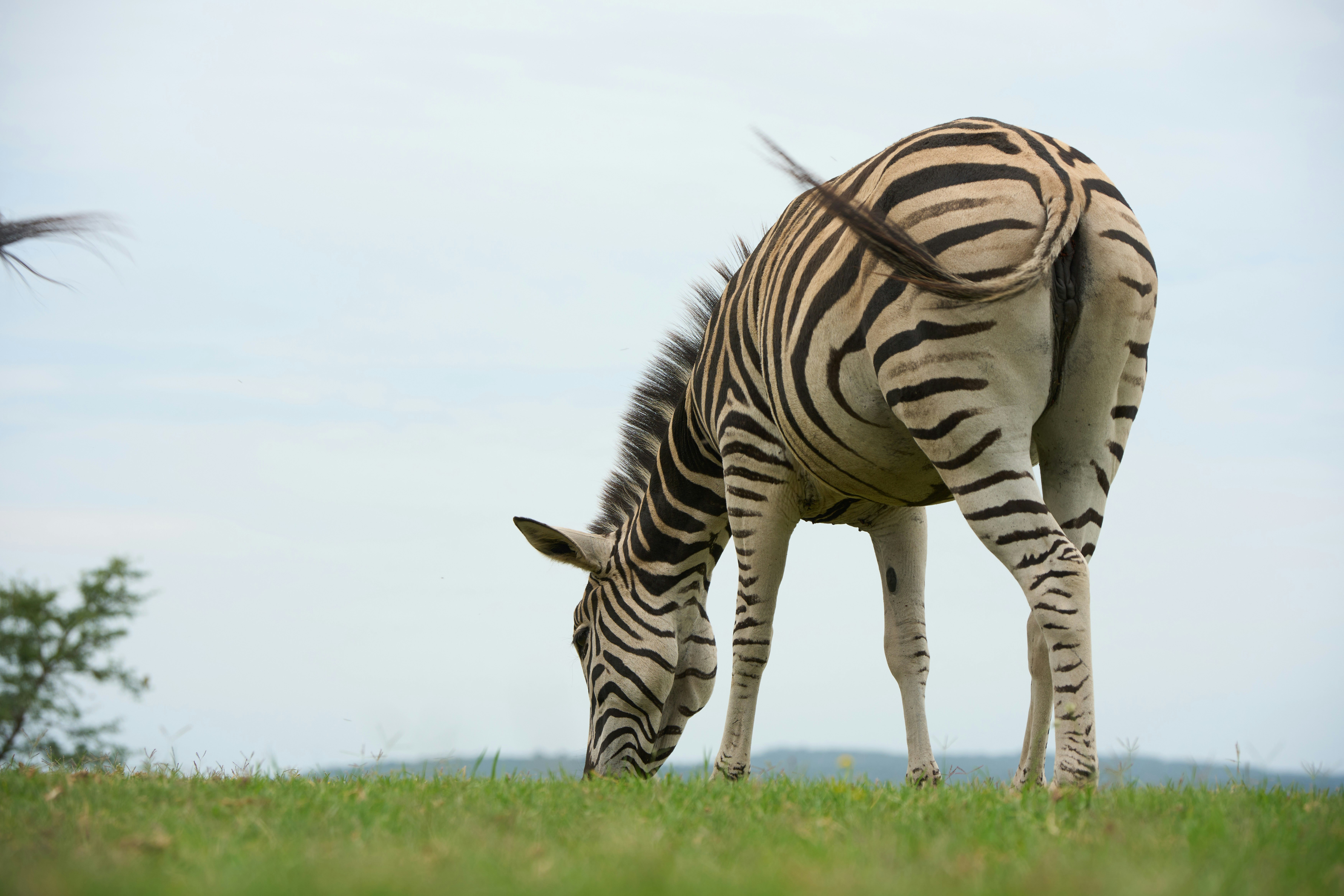 Grazing Zebra on a Quiet Hilltop