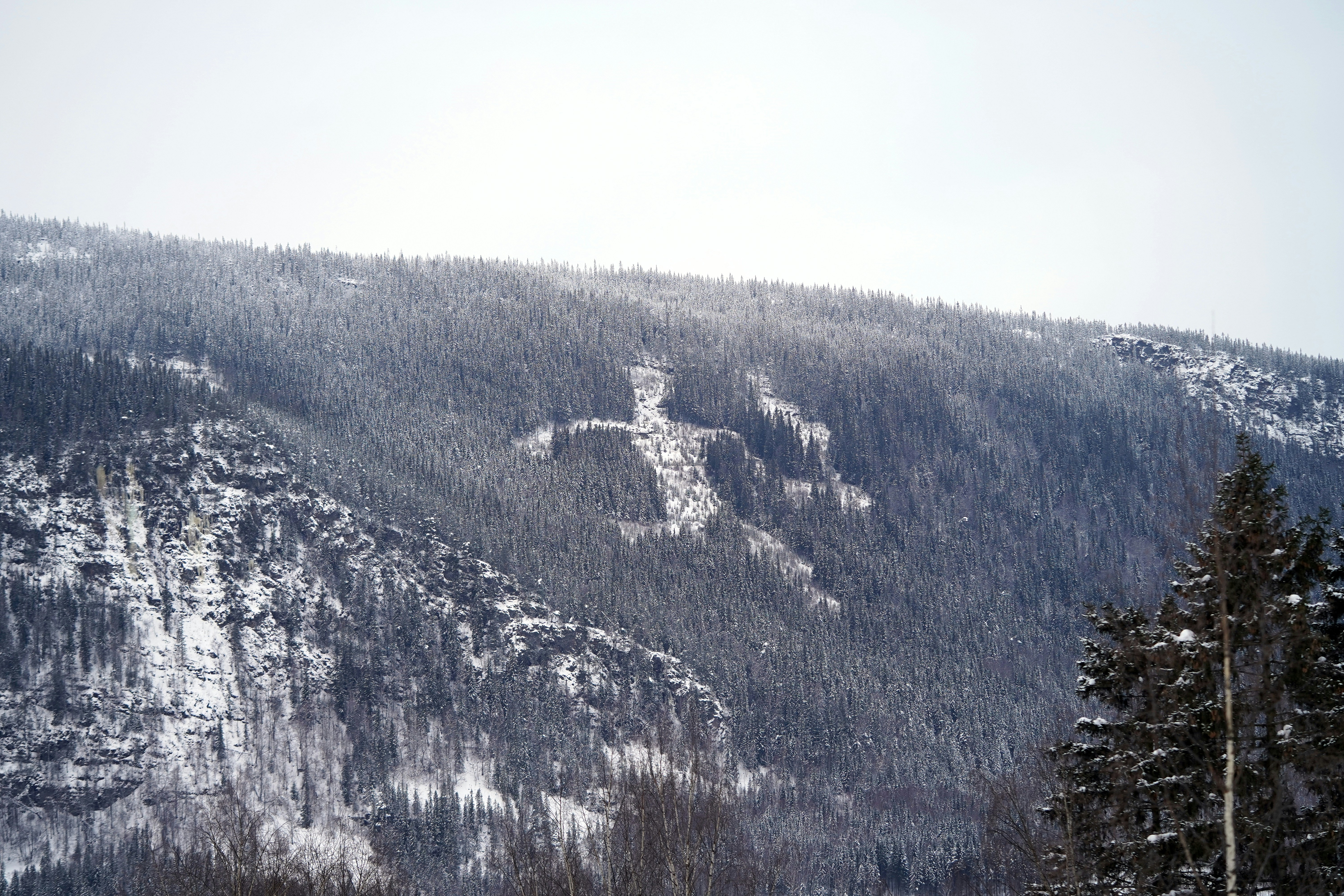 Snowlit Ridge: Icy Forest Crest
