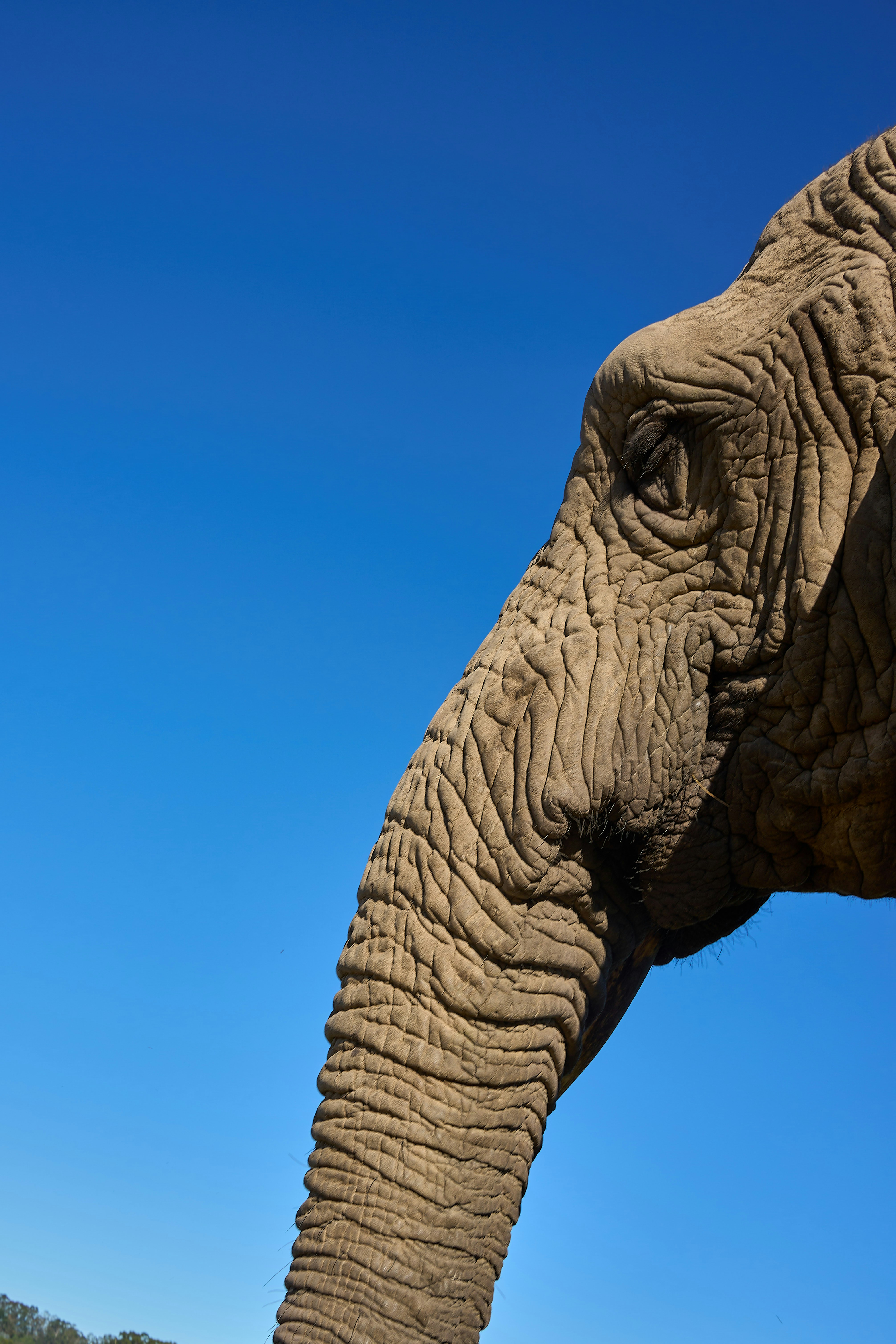 The Quiet Gaze of the Elephant Against a Vivid Sky