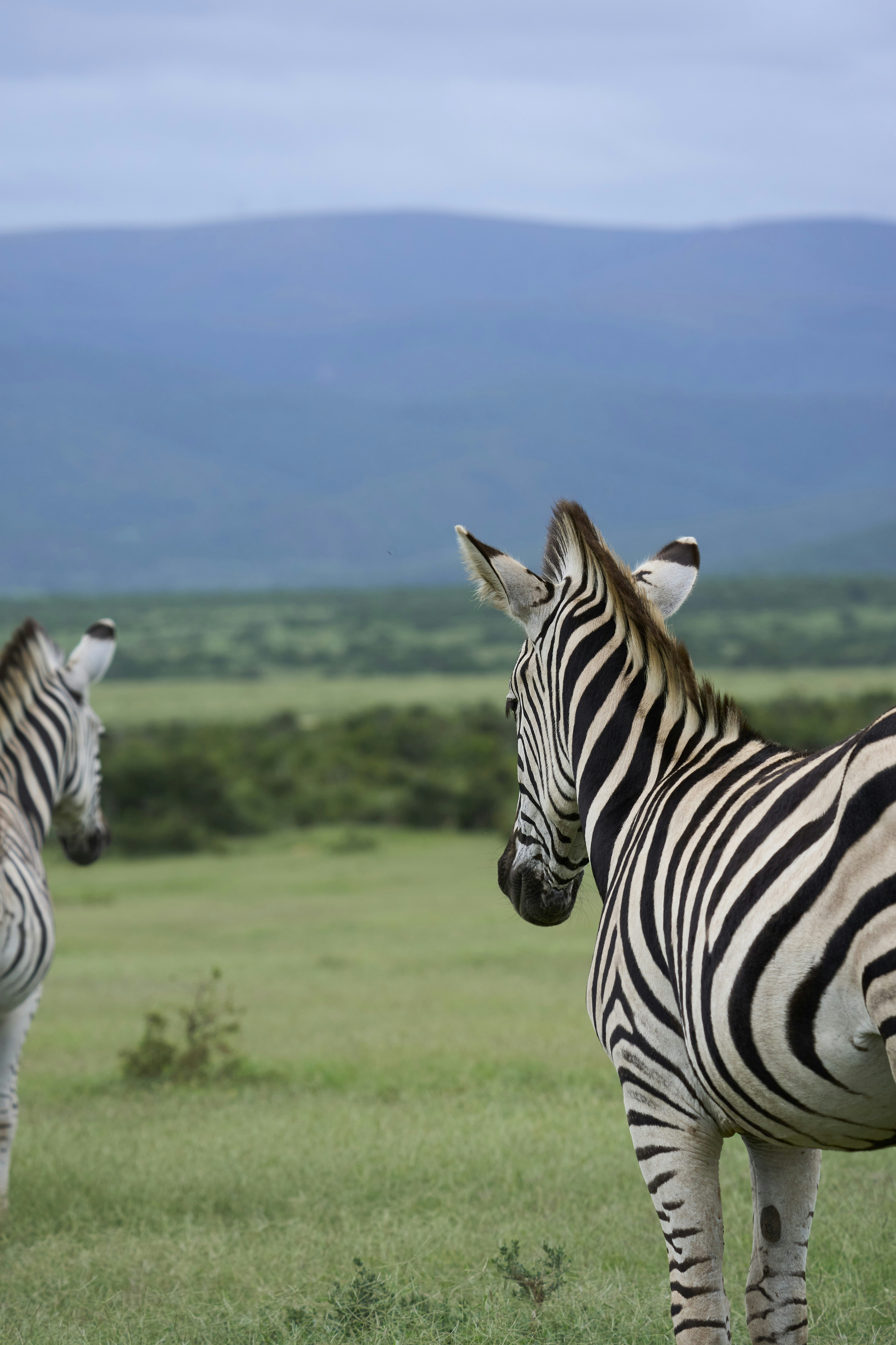 Zebras at the Edge: Stripes and Horizons