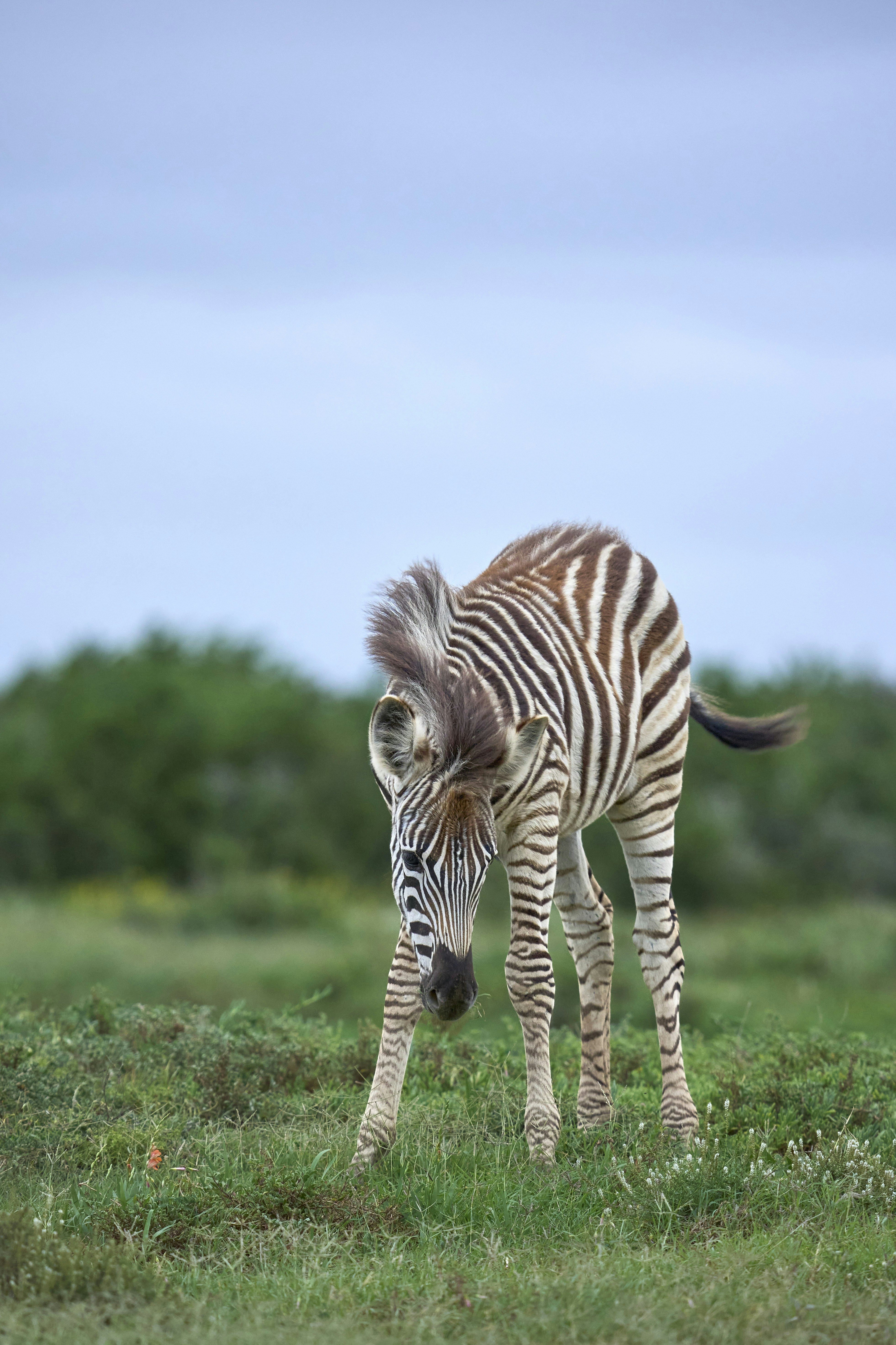 Zebra in a sunlit savanna bending to graze