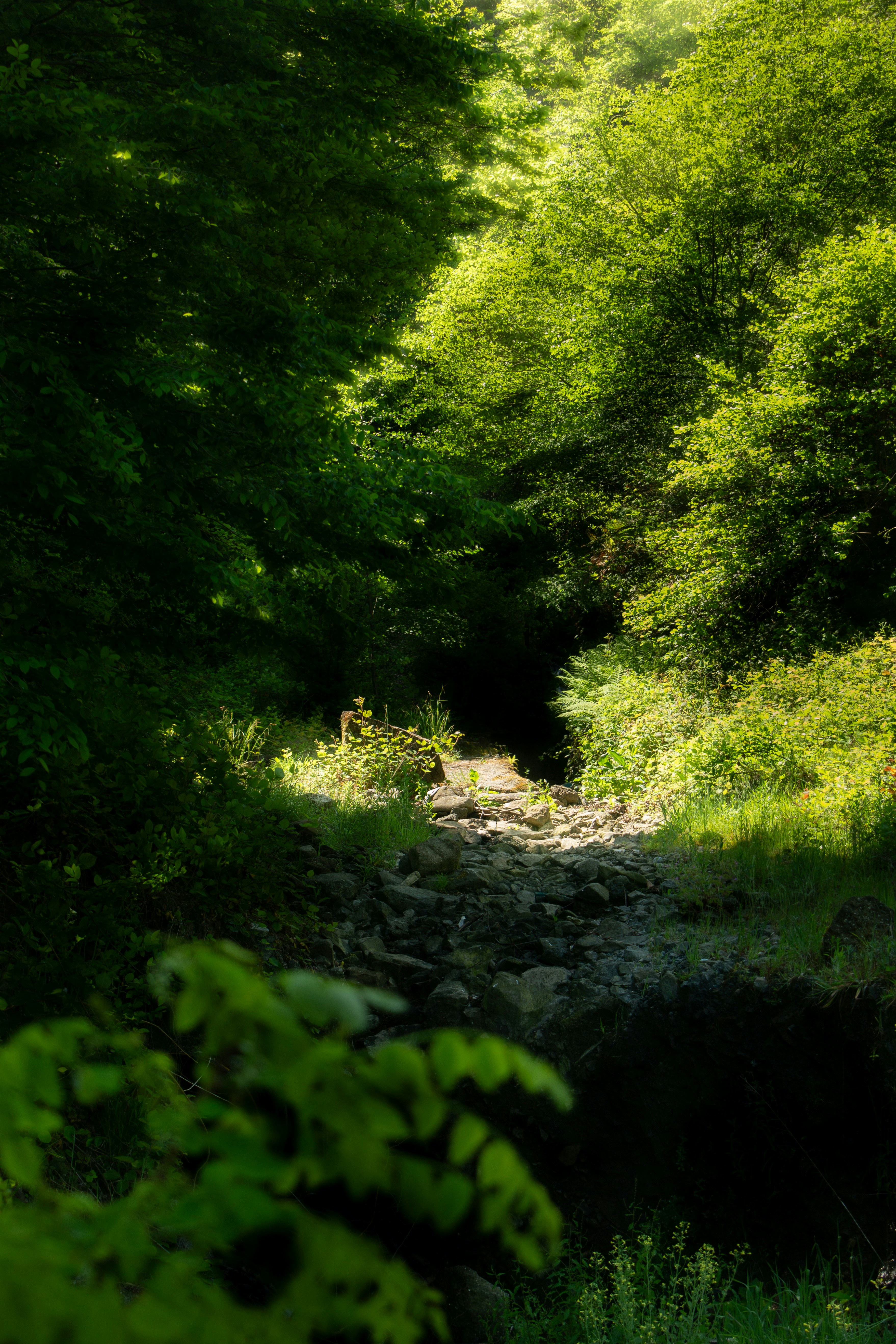 Dappled Path Through a Sunlit Green Corridor