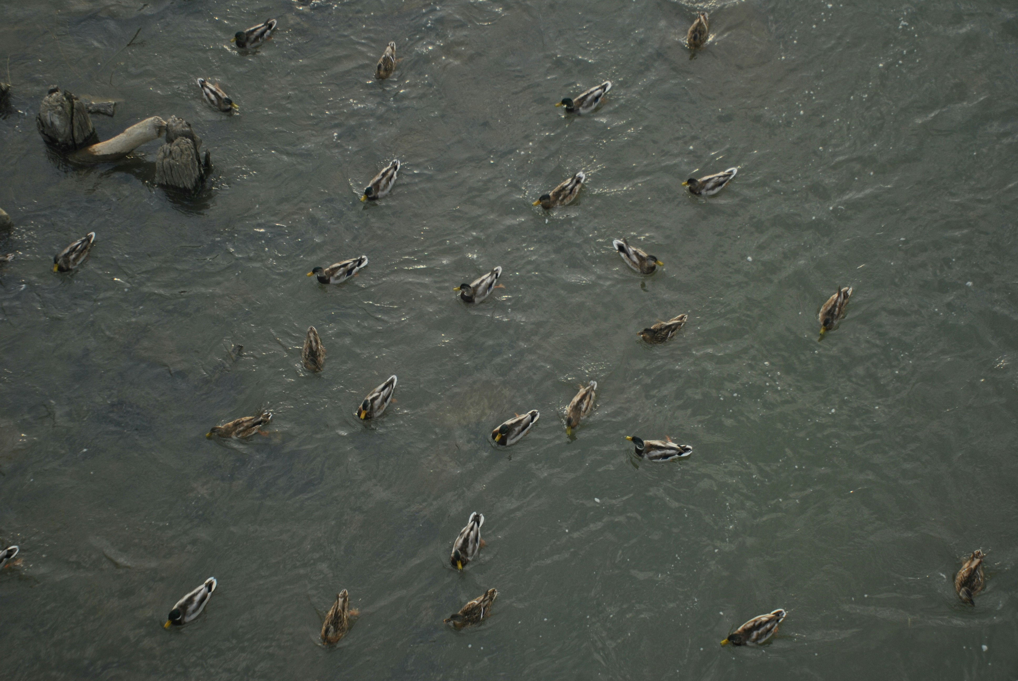 A Sleek Flock: Aerial Glide on Tidal Canvas