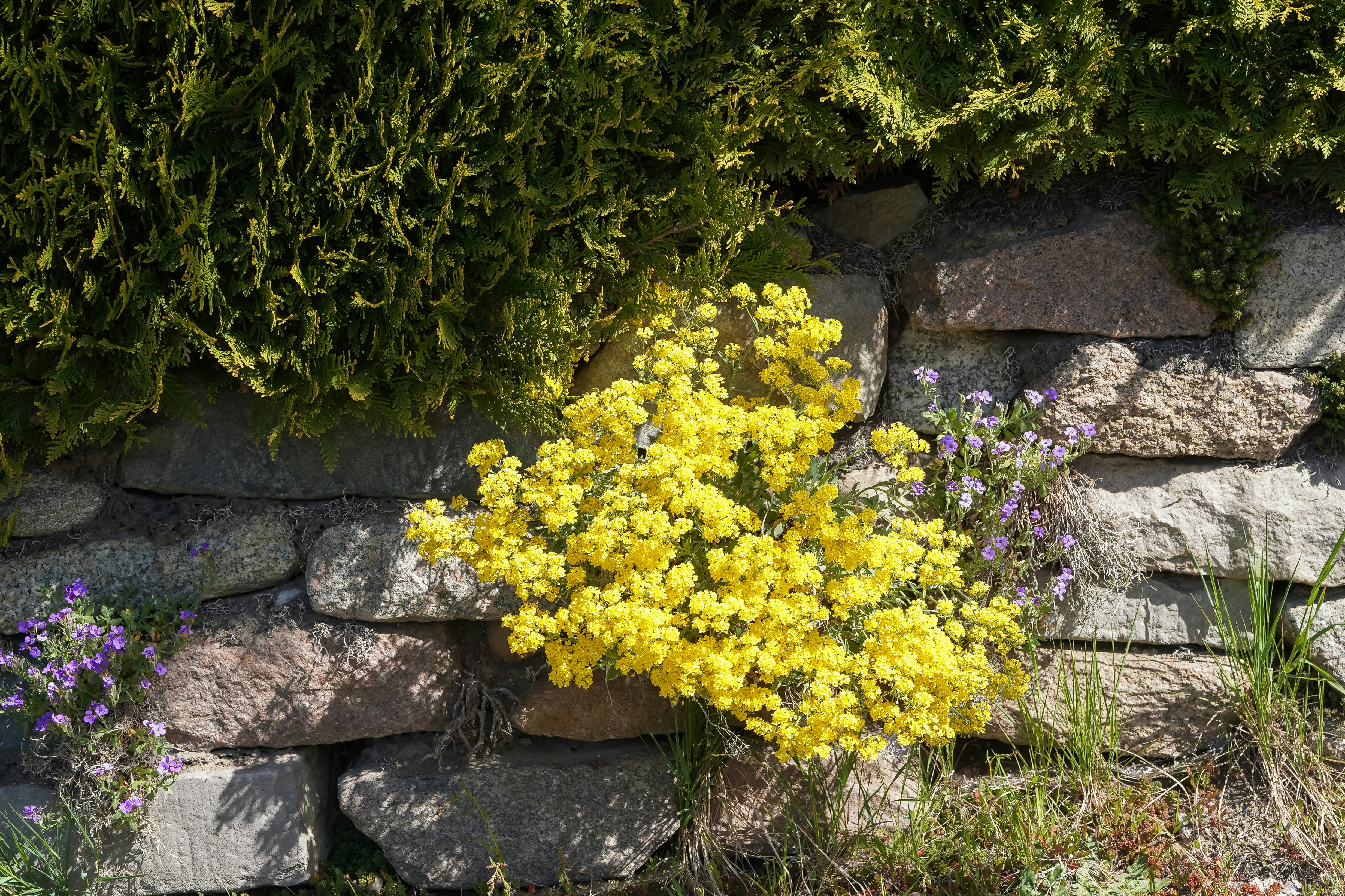 Sunny Lime-yellow Blooms Nestled Against a Stone Retaining Wall