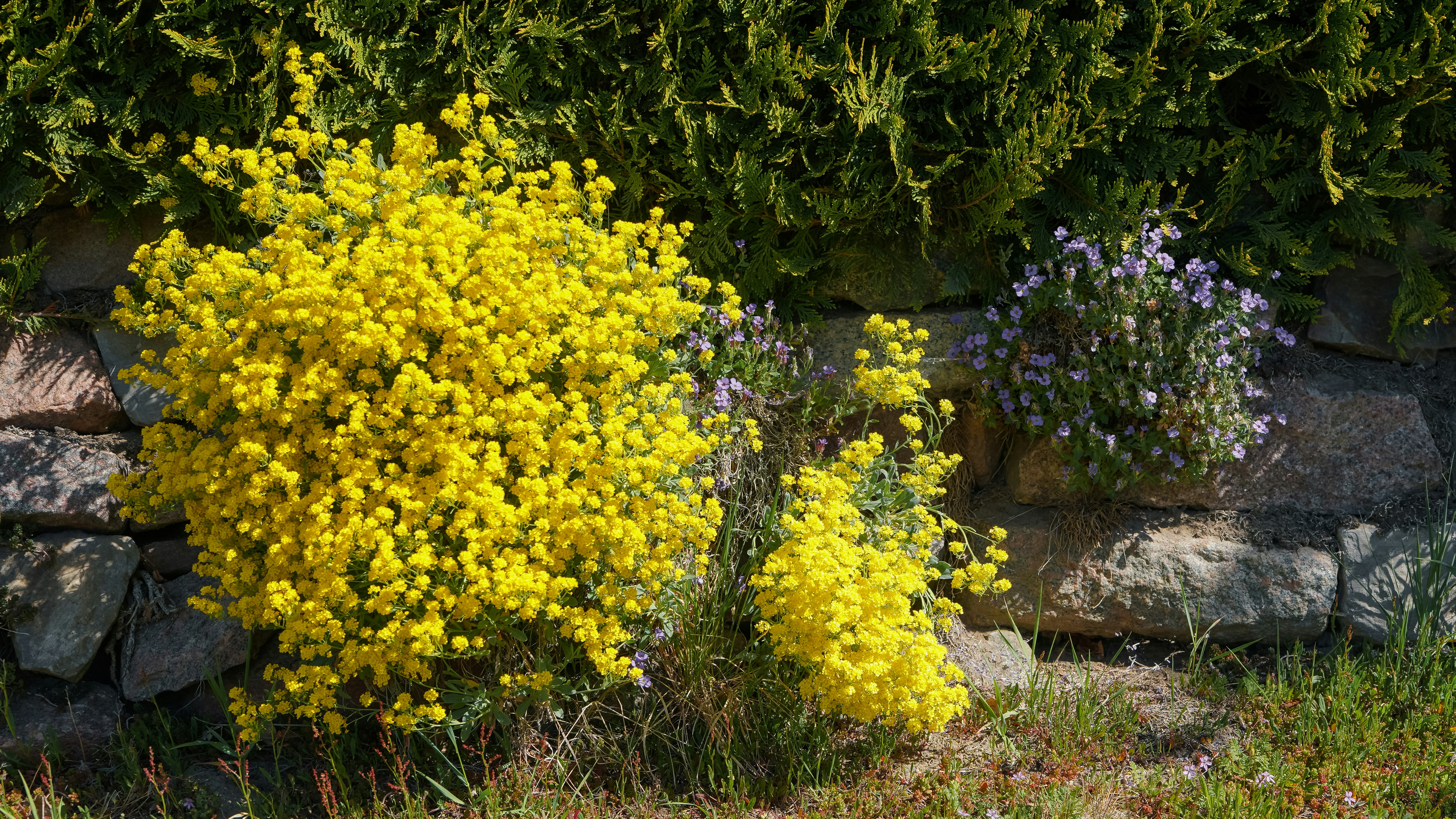 Bright Yellow Florals Framing a Stone Garden Wall