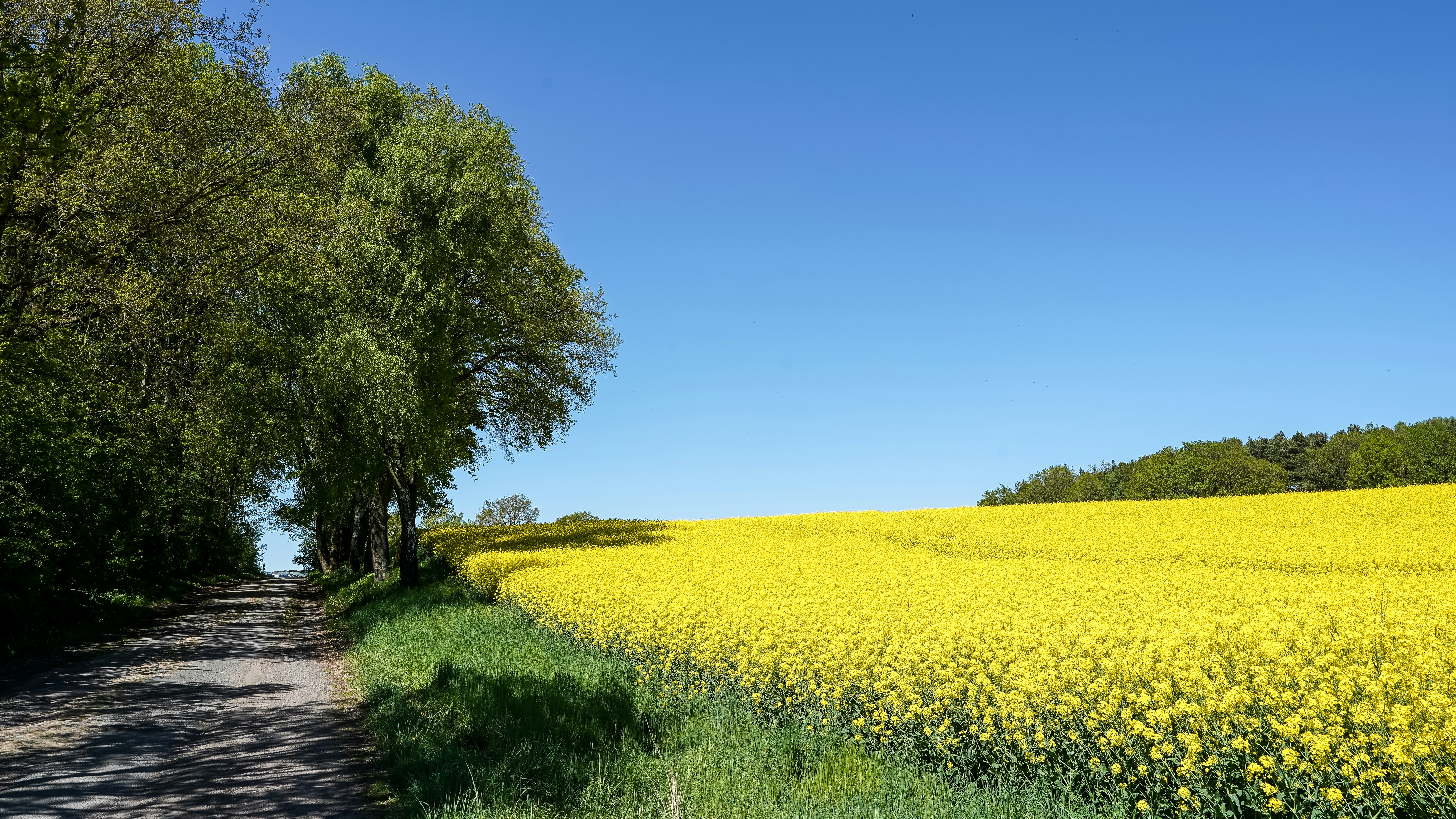Golden Fields at the Road's Edge