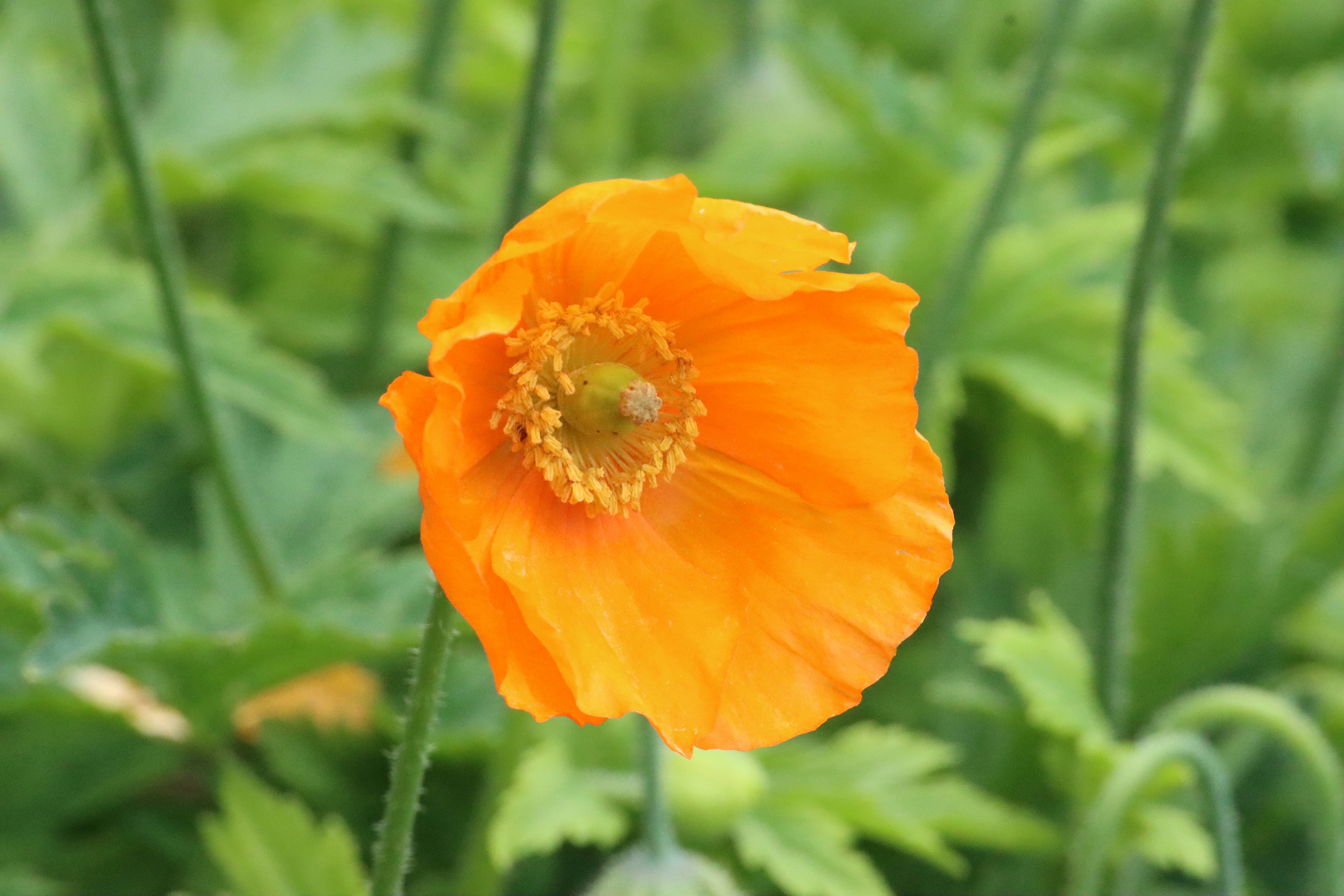 Orange Poppy in Soft Focus Backdrop of Greenery