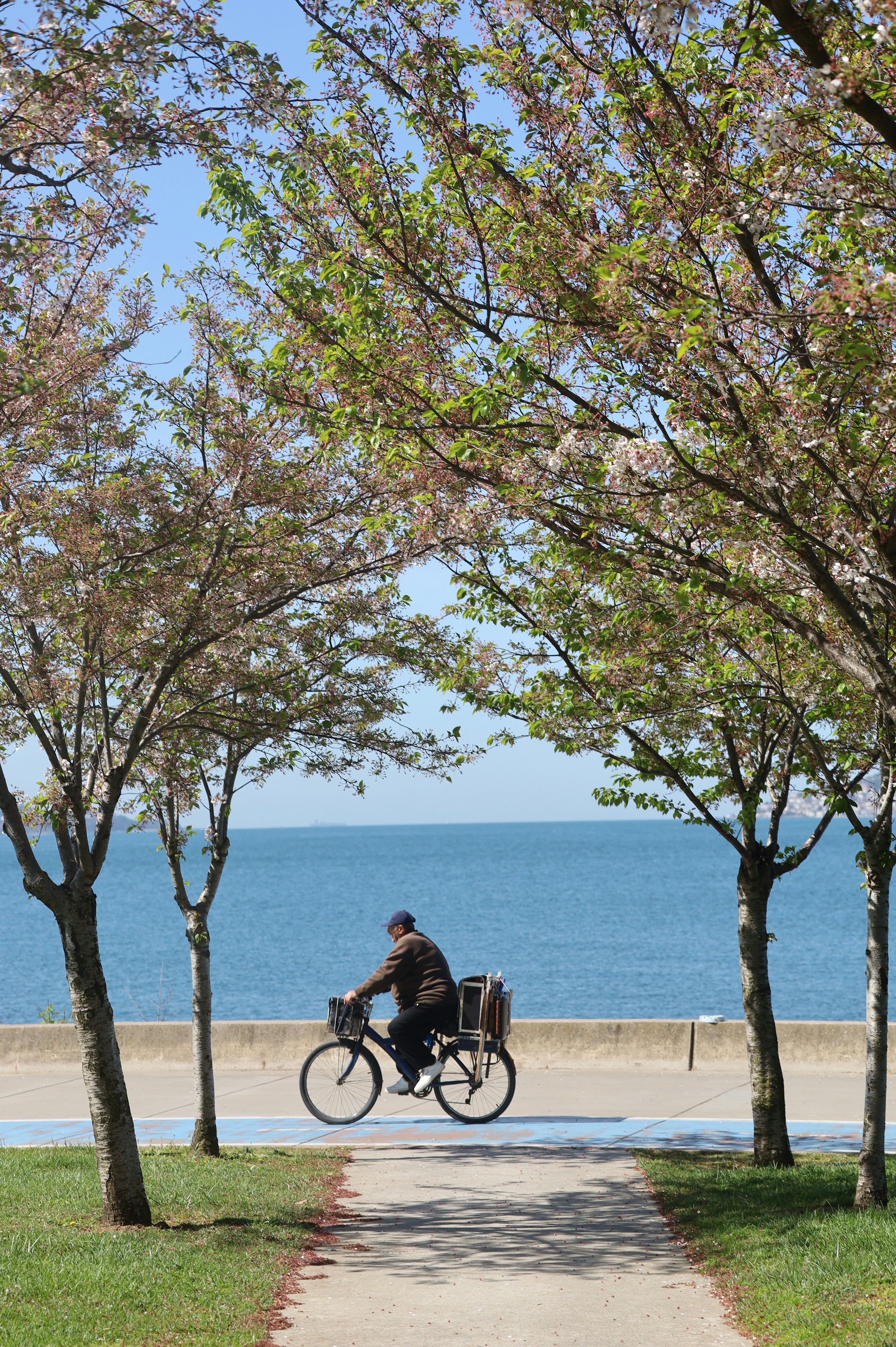 Cyclist on a Seaside Promenade Framed by Blossoming Trees