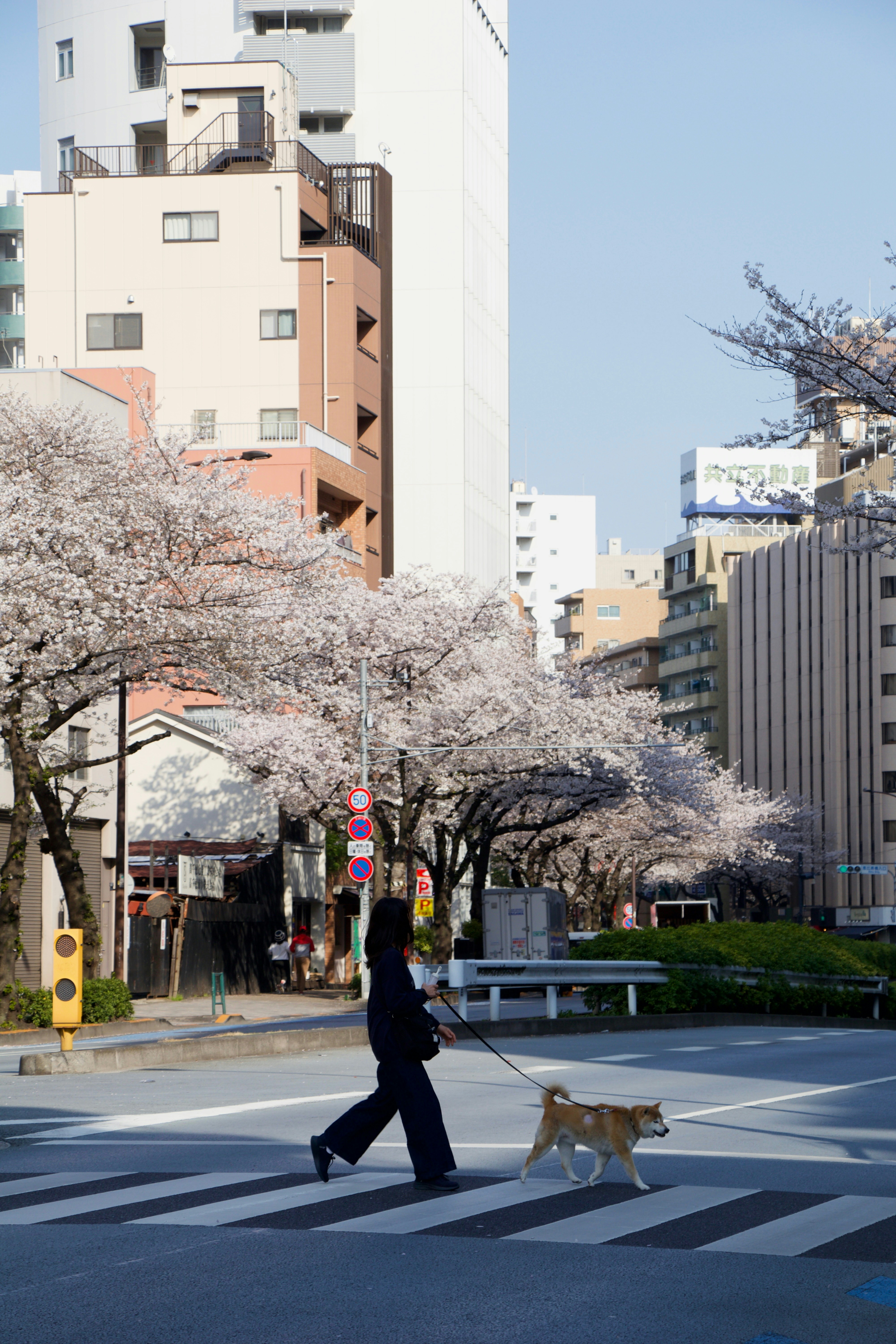 Cherry Blossom Crosswalk: A Woman Walks Her Dog Through a City of Spring