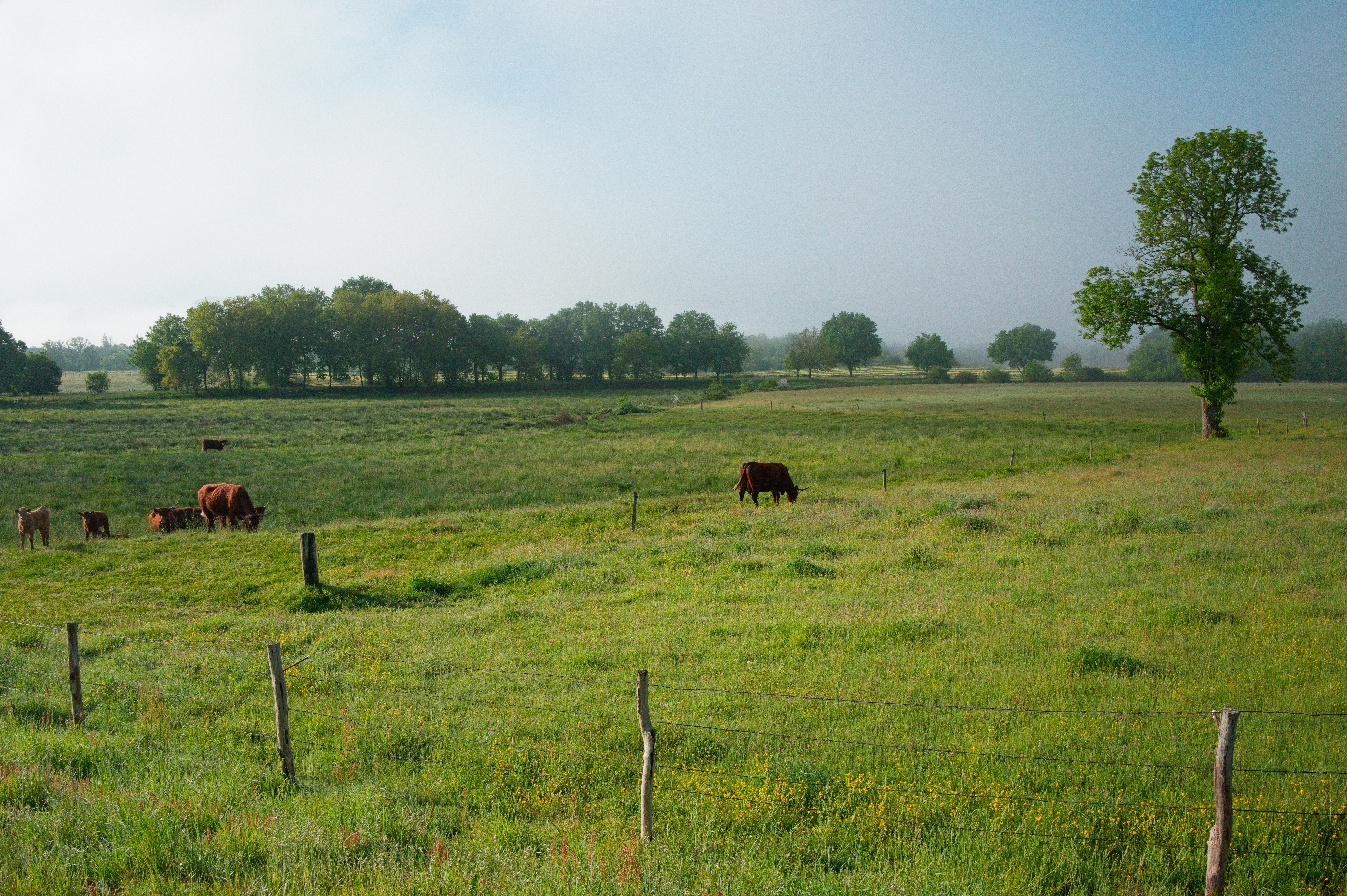 Pasture Portrait: Cattle in a Calm Sunlit Field