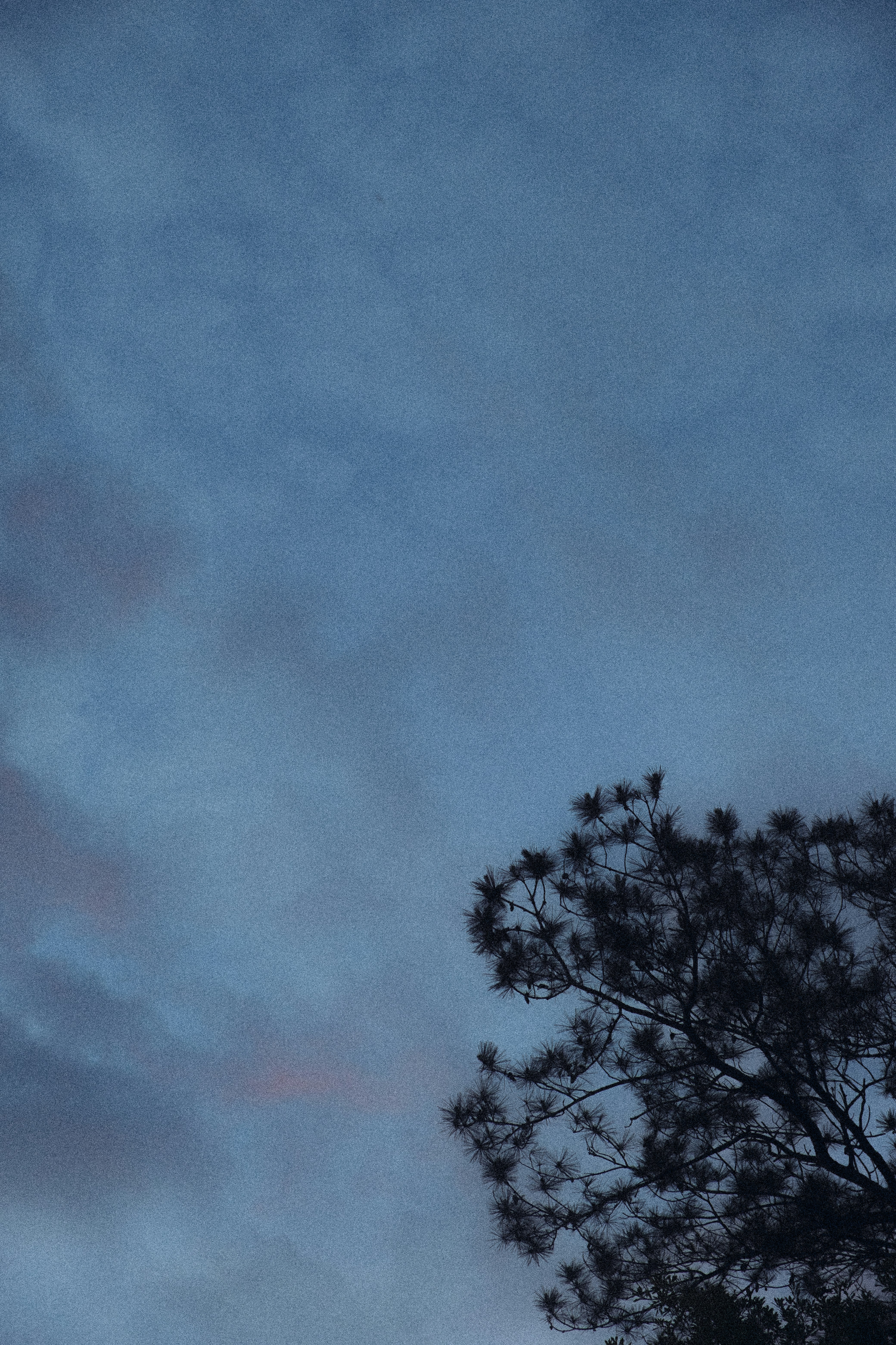 Dusk Sky Over Silhouetted Pine Tip
