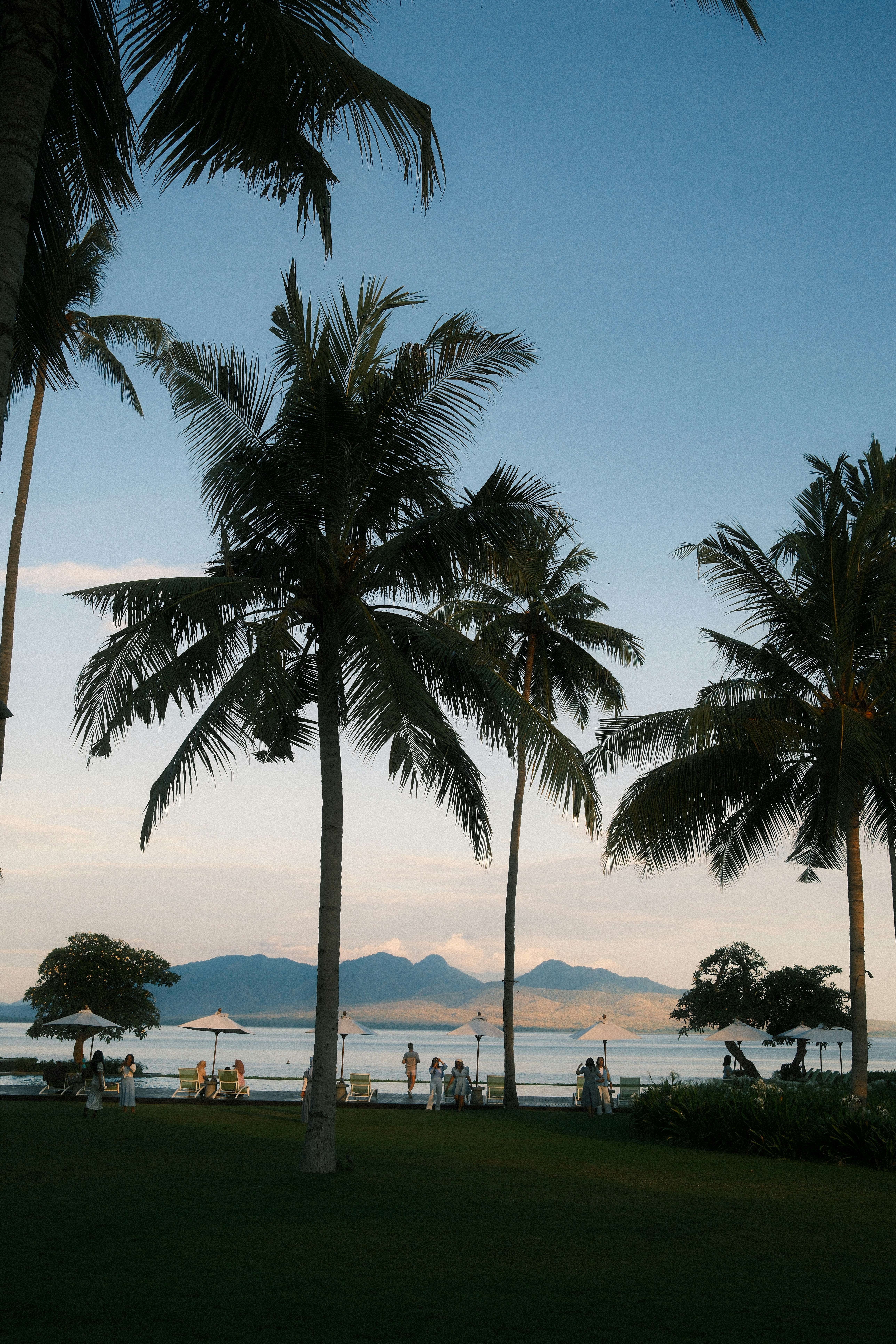 Palm Shadows at the Beach: Quiet Twilight by the Sea