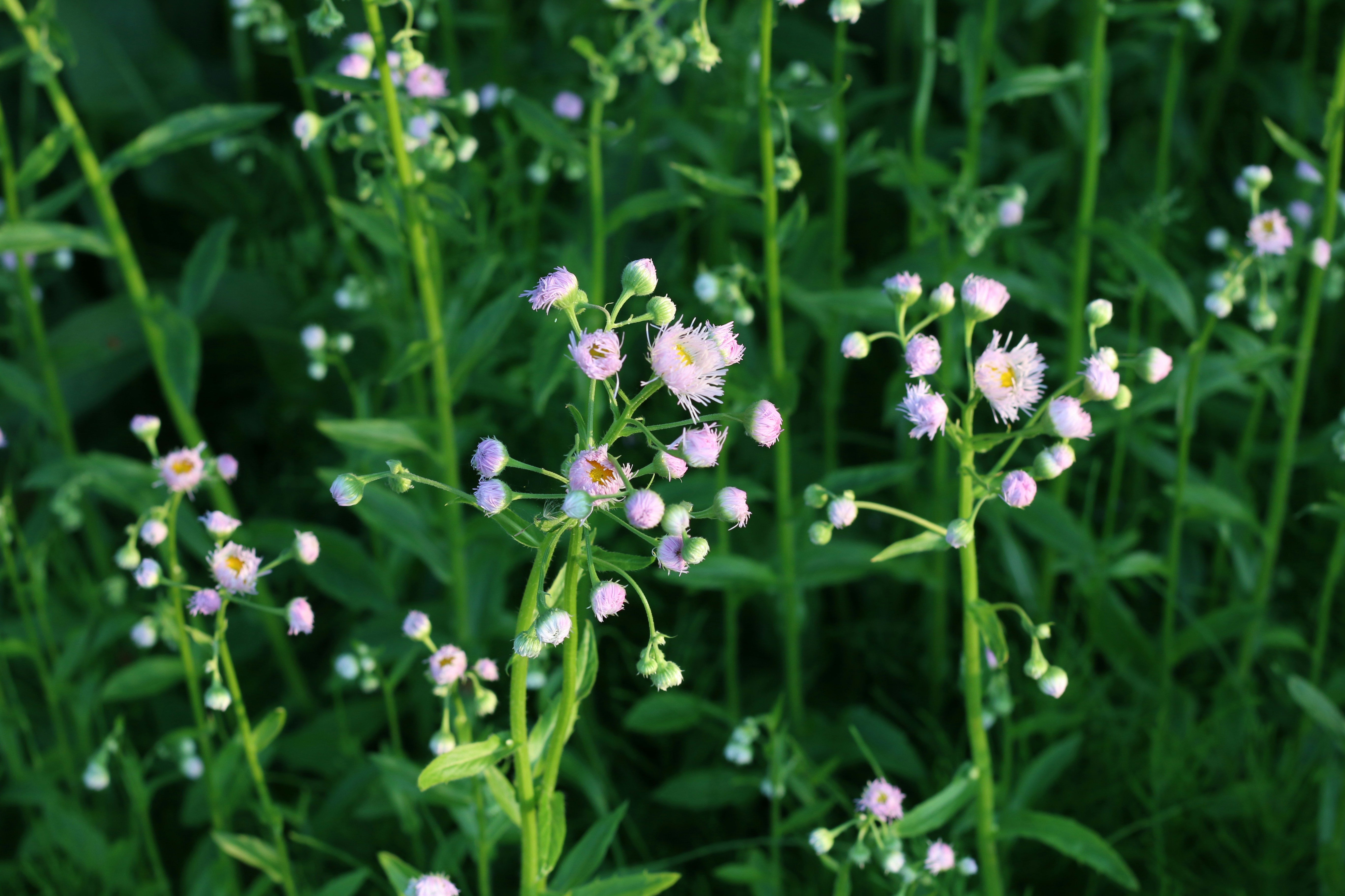 Whispering Wildflowers: Delicate Pink Blooms among Green Stems