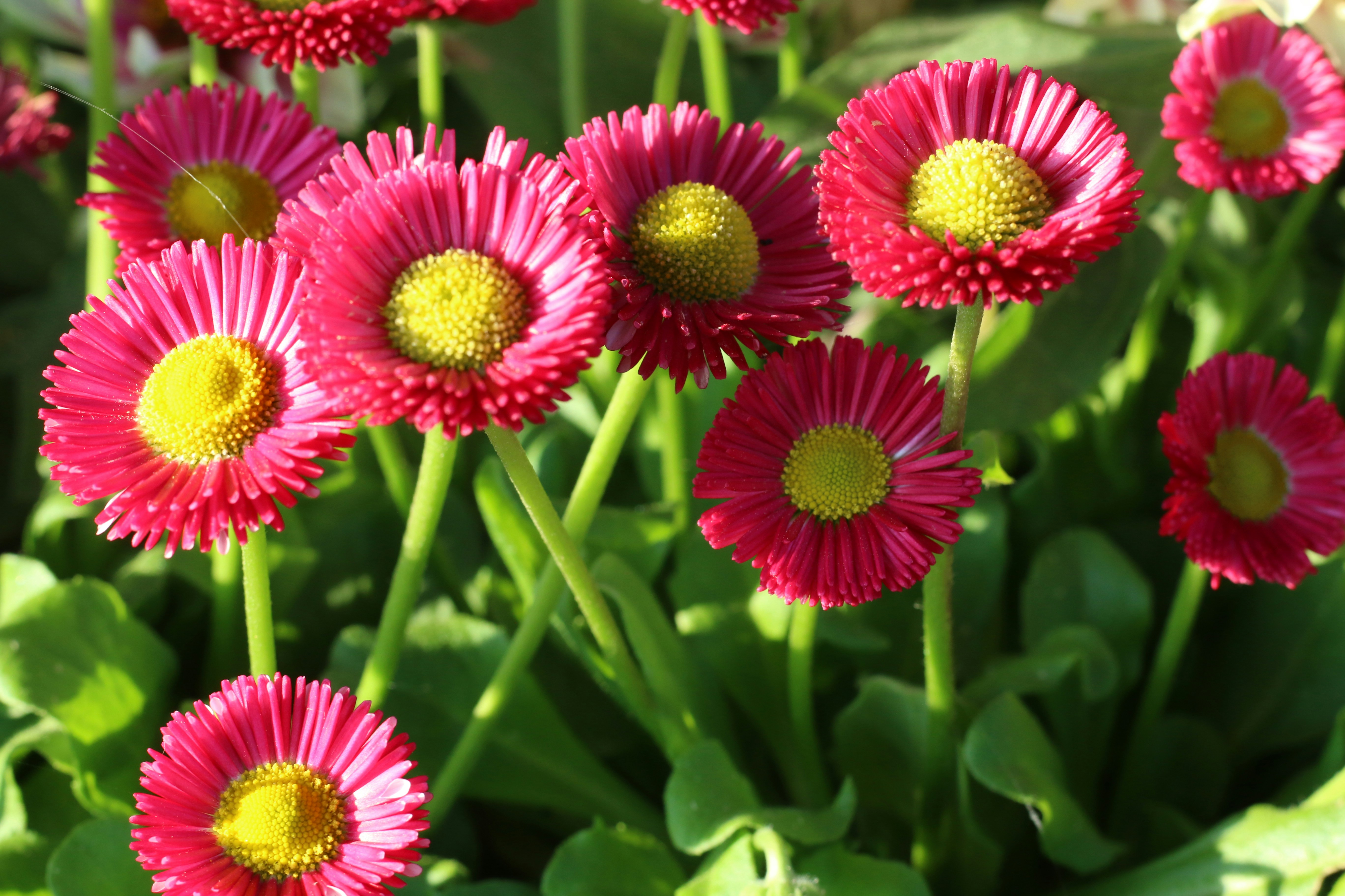 Vivid Daisy Chorus: Close-Up of Magenta Flowers with Bright Yellow Centers
