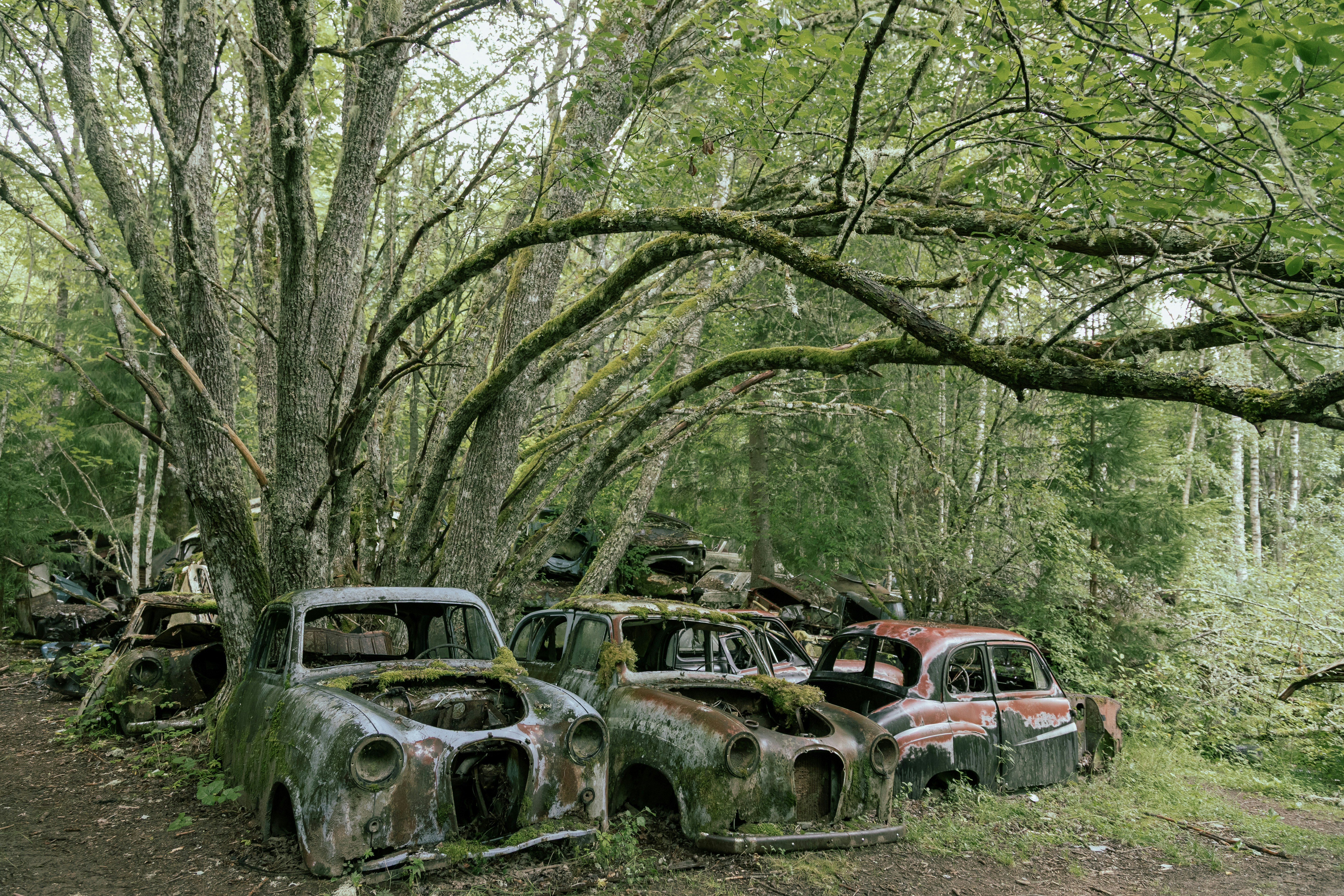 Overgrown Relics: Rusted Cars Beneath Arched Canopy