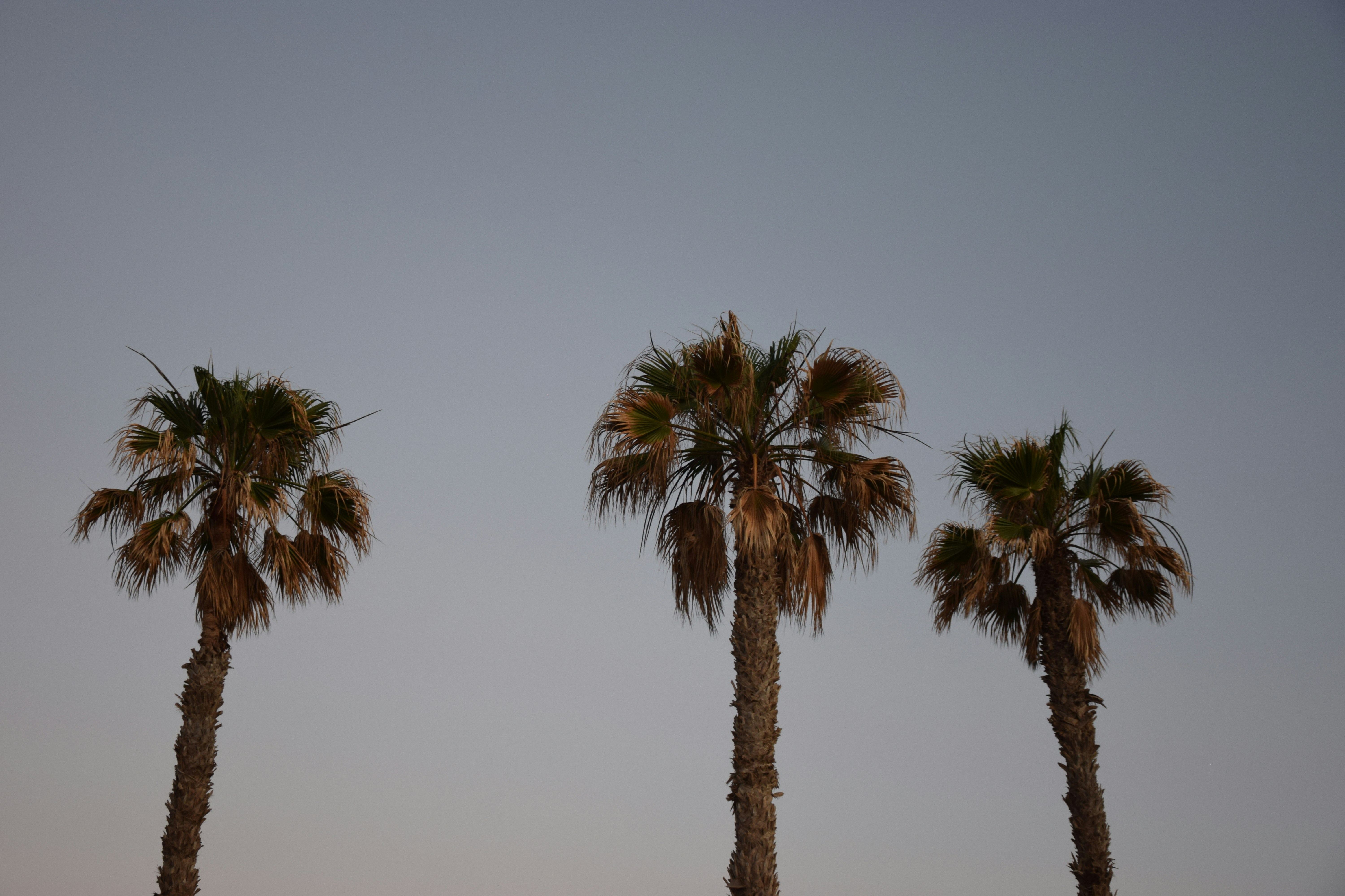 Three Palm Sentinels Against a Calm Sky