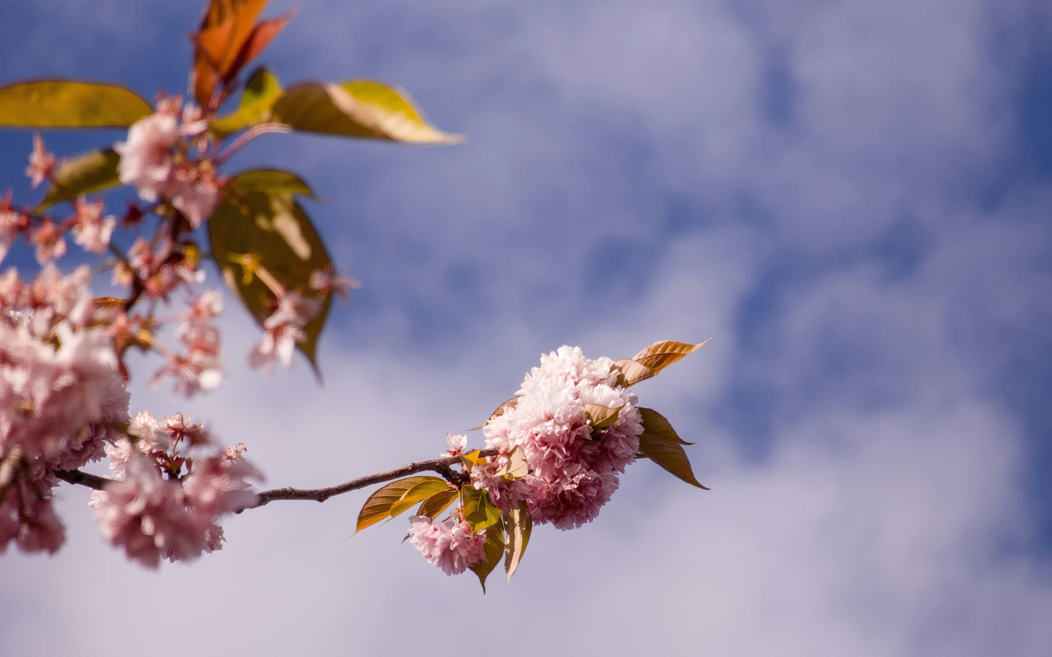 Bright Pink Blossom in Focus Against a Soft Sky