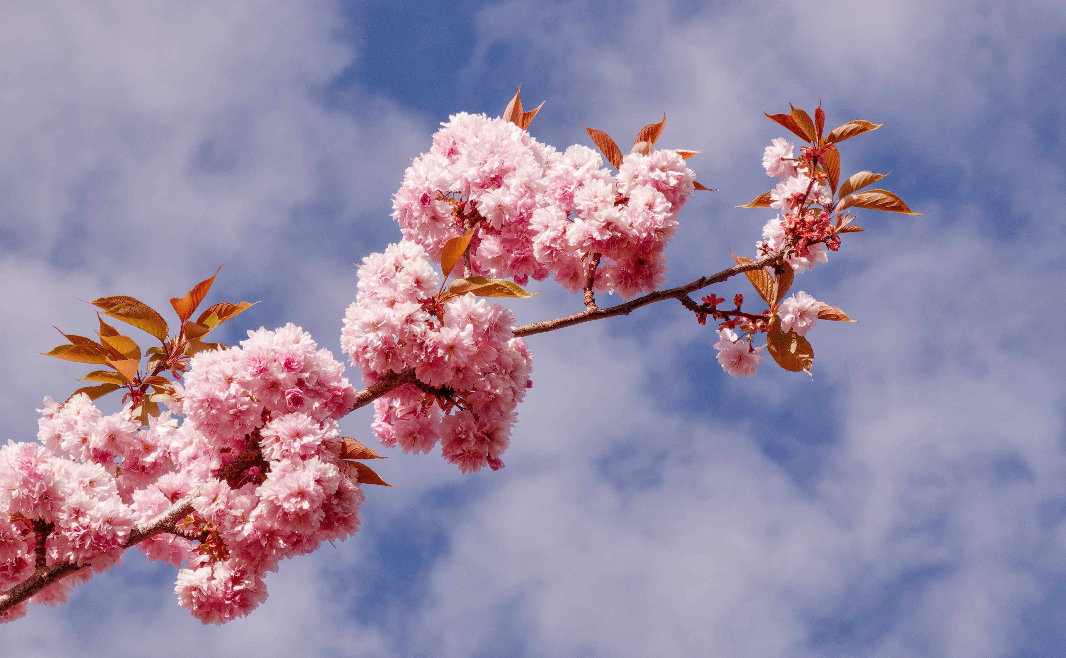 Blush Bloom against a Limpid Sky