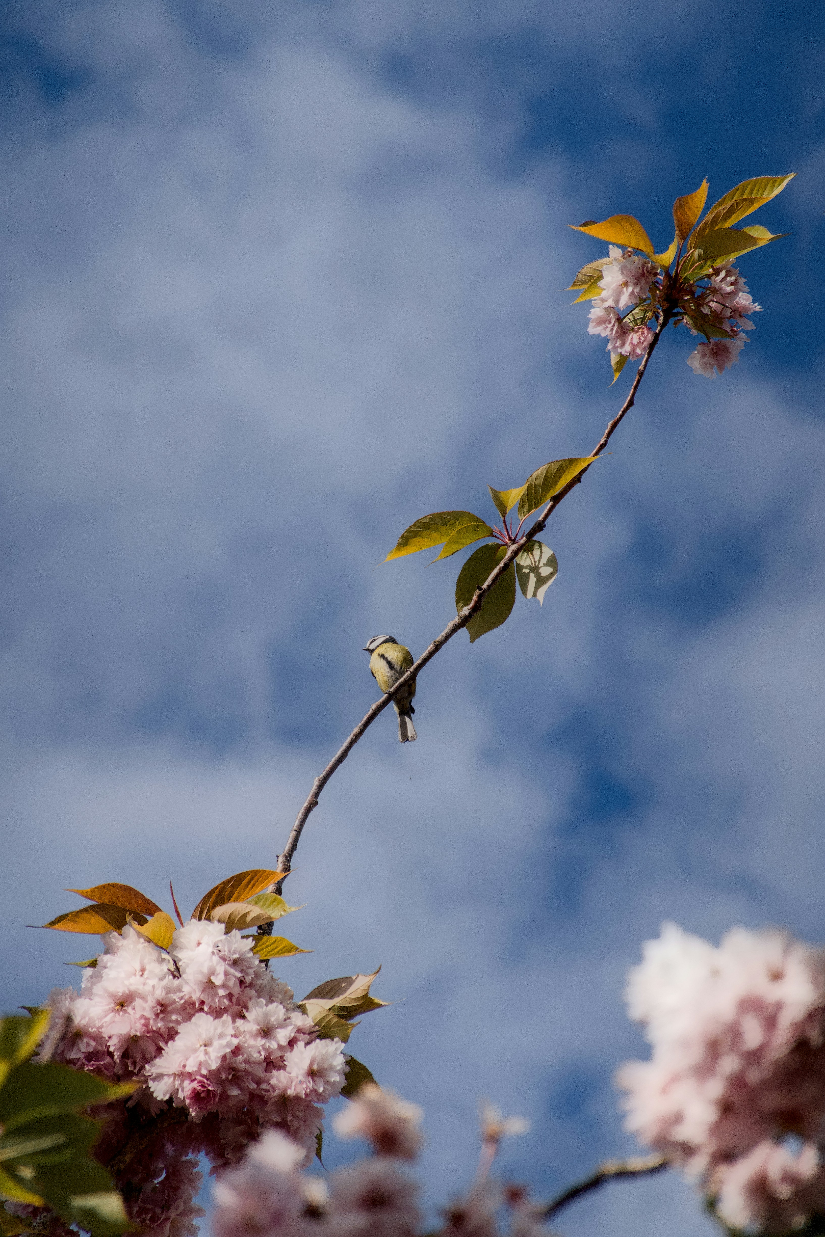 Blossom Needle: A perched chick against spring’s blue canvas