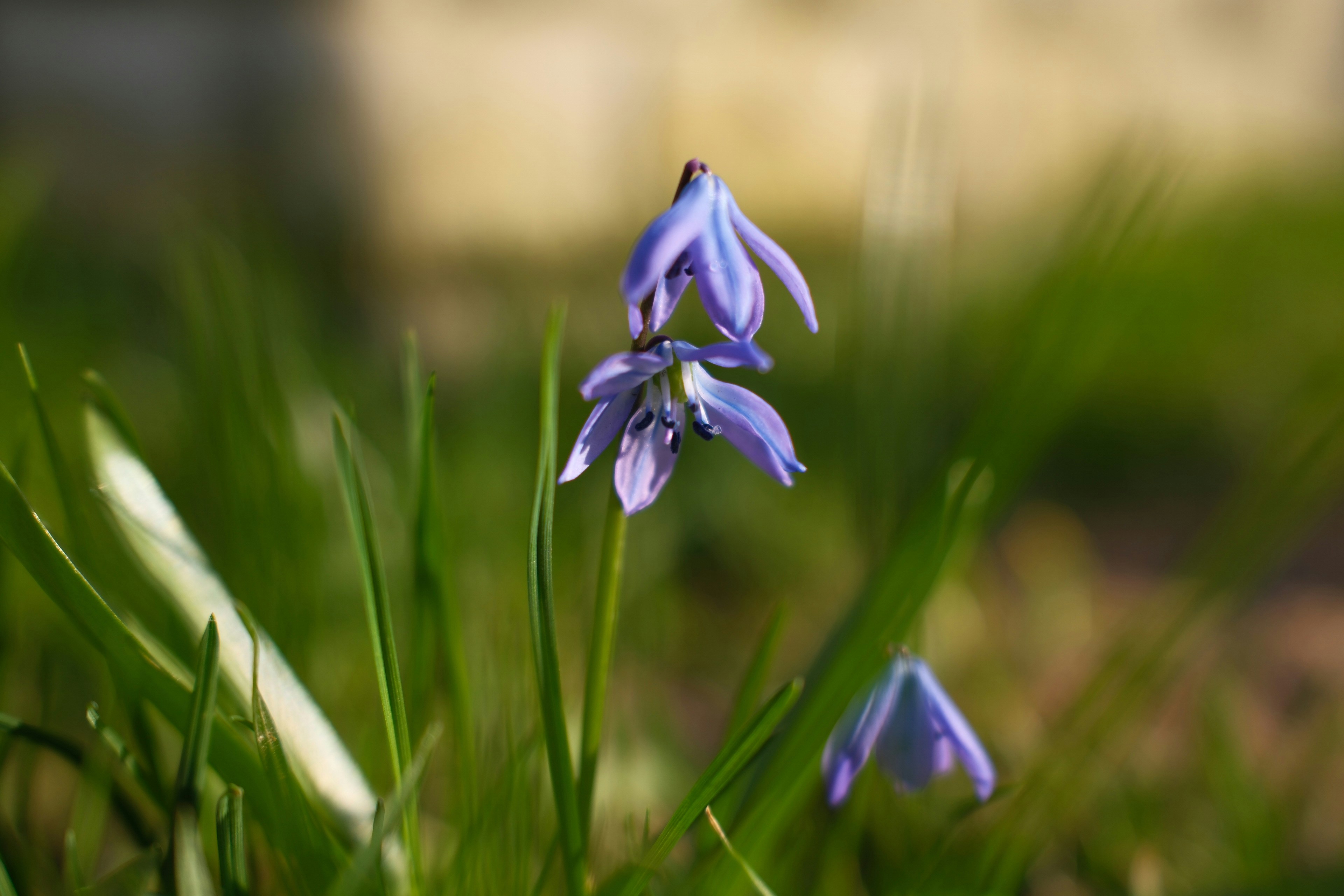 Bluebell Focus: A Tender Bloom Reaching for the Sun