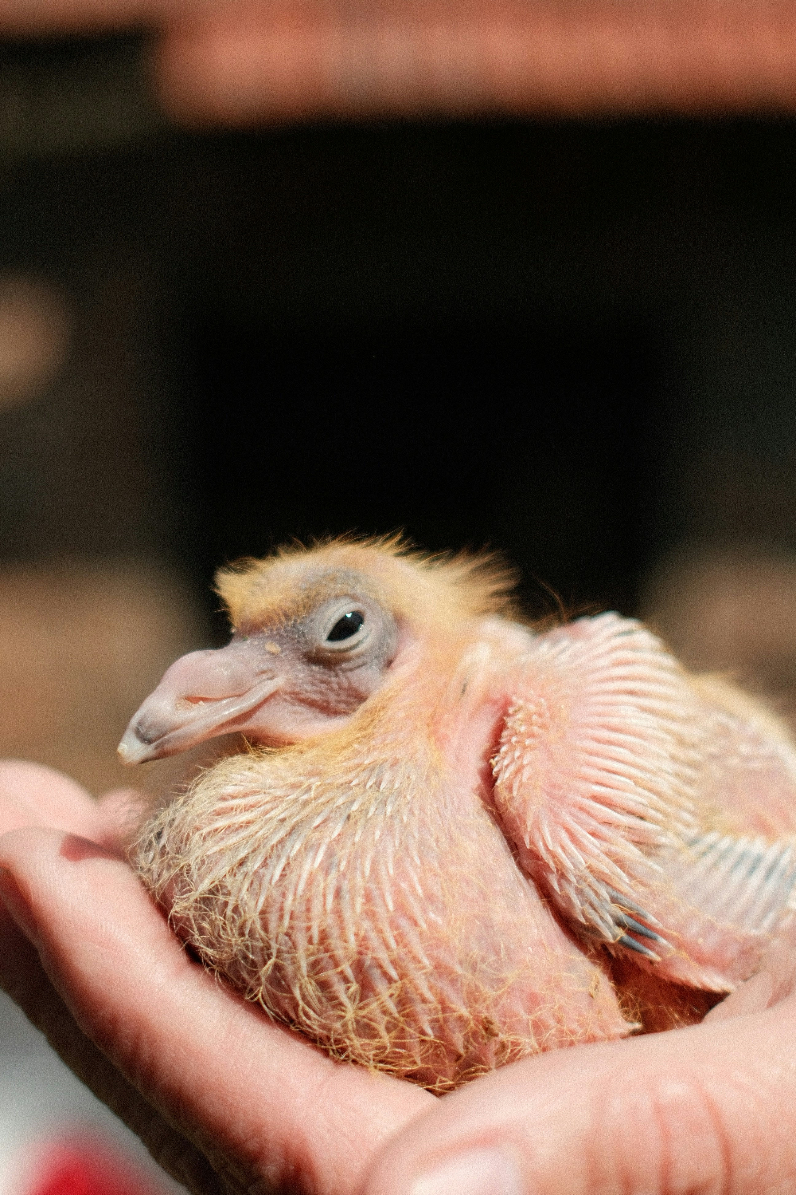 Newborn Peach Feather: A Tiny Winged Moment in Gentle Hands