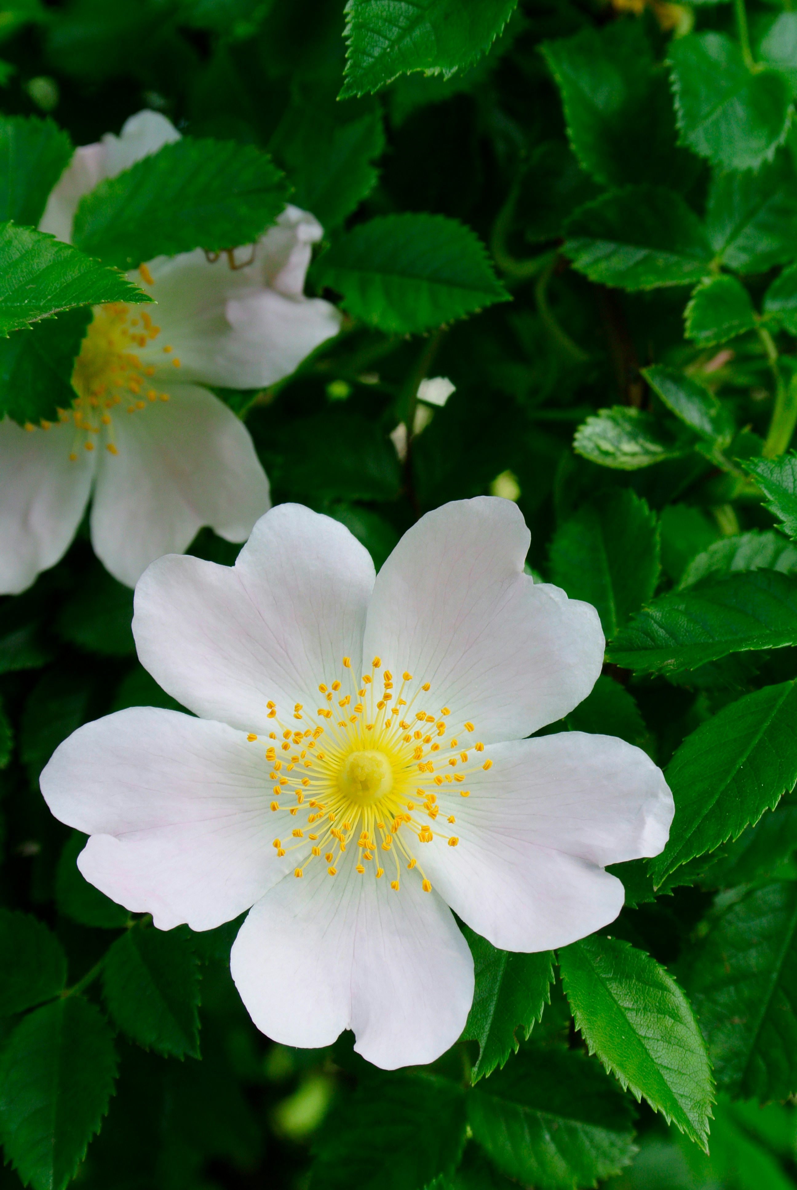 White petal bloom with yellow stamen amid glossy green leaves