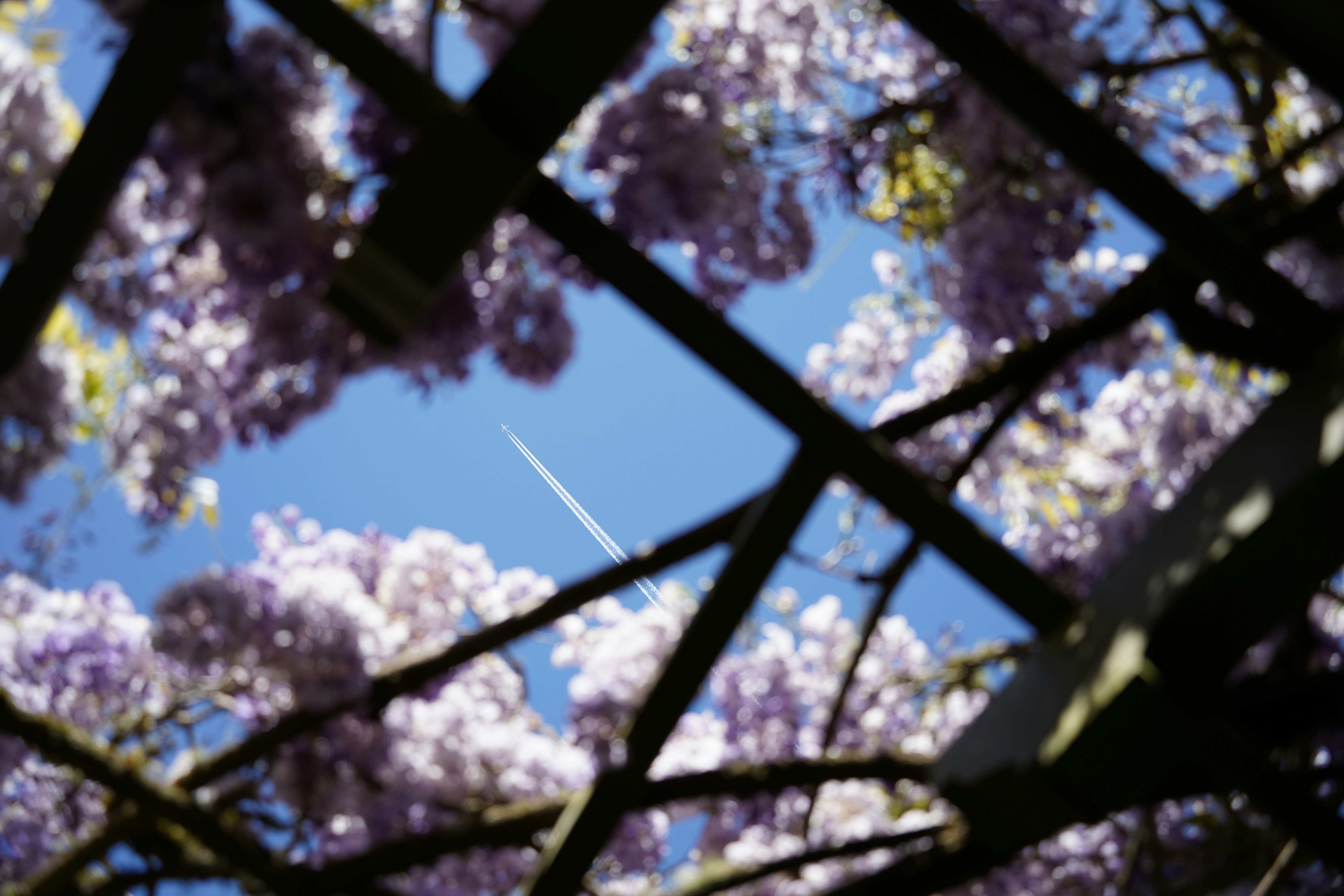 Skyward Contrast: A Jet Trail Through Wisteria Lattice