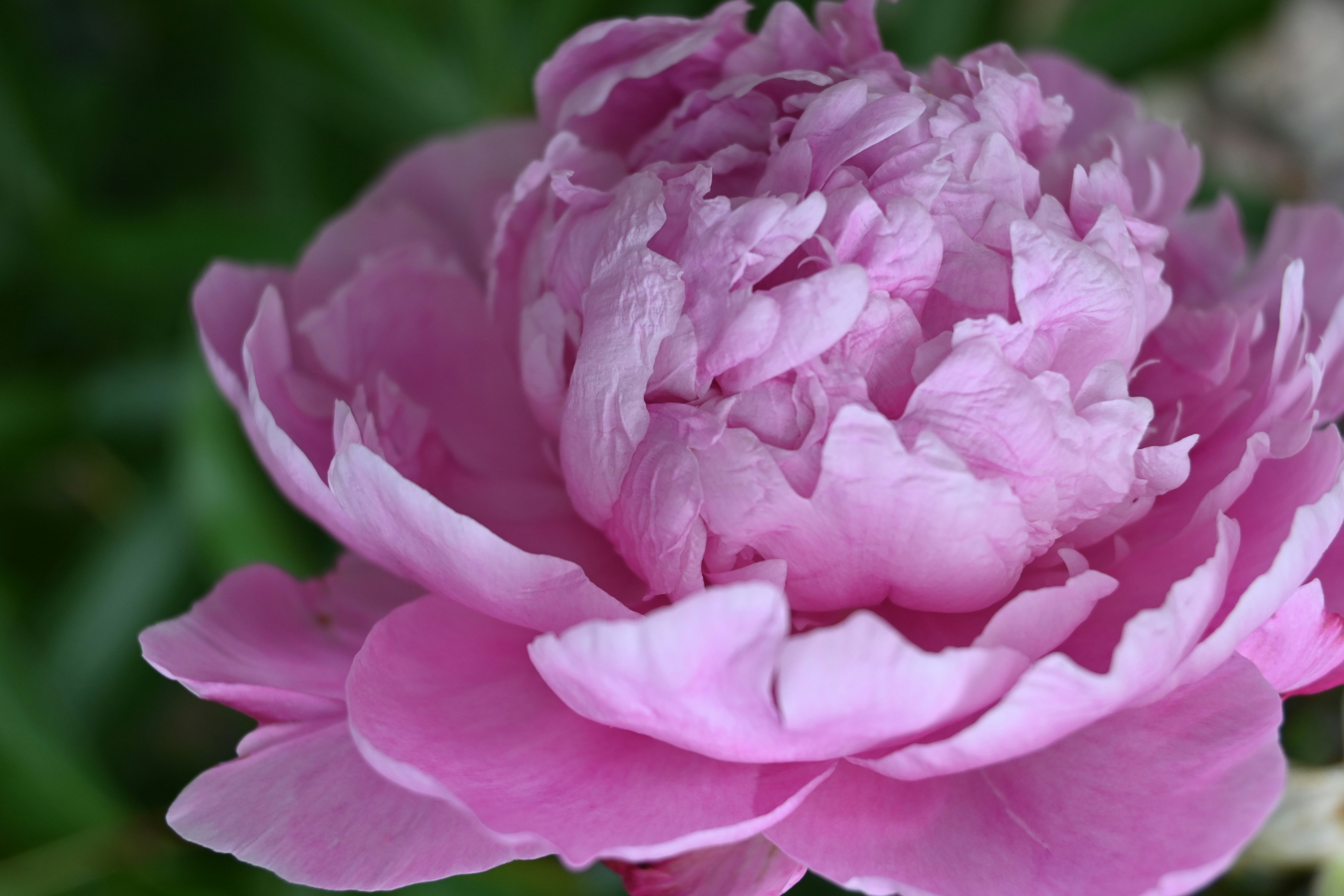 Close-Up Bloom: A Velvet Pink Peony in Soft Focus