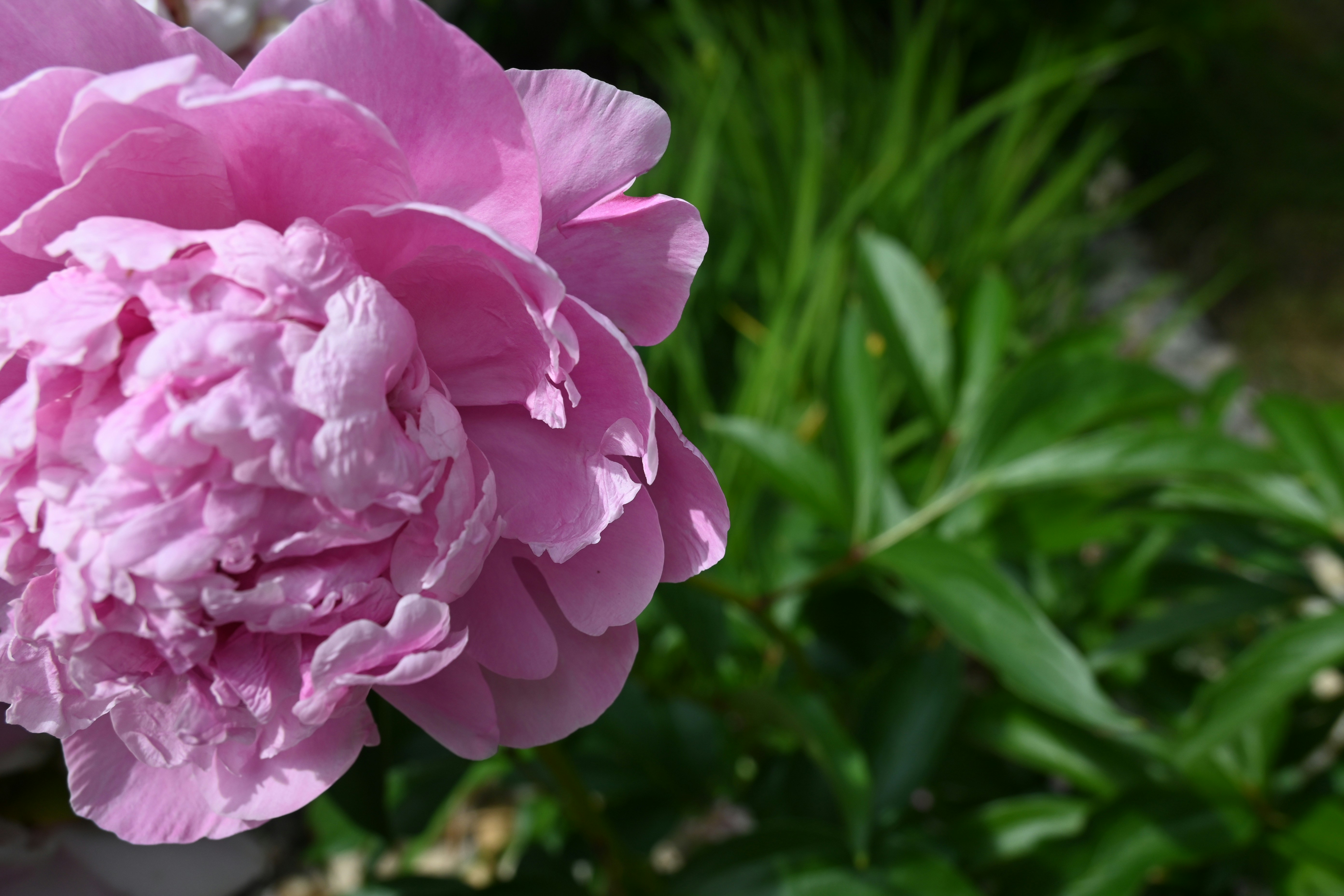 Petaled Spotlight: a pink peony in sunlit garden