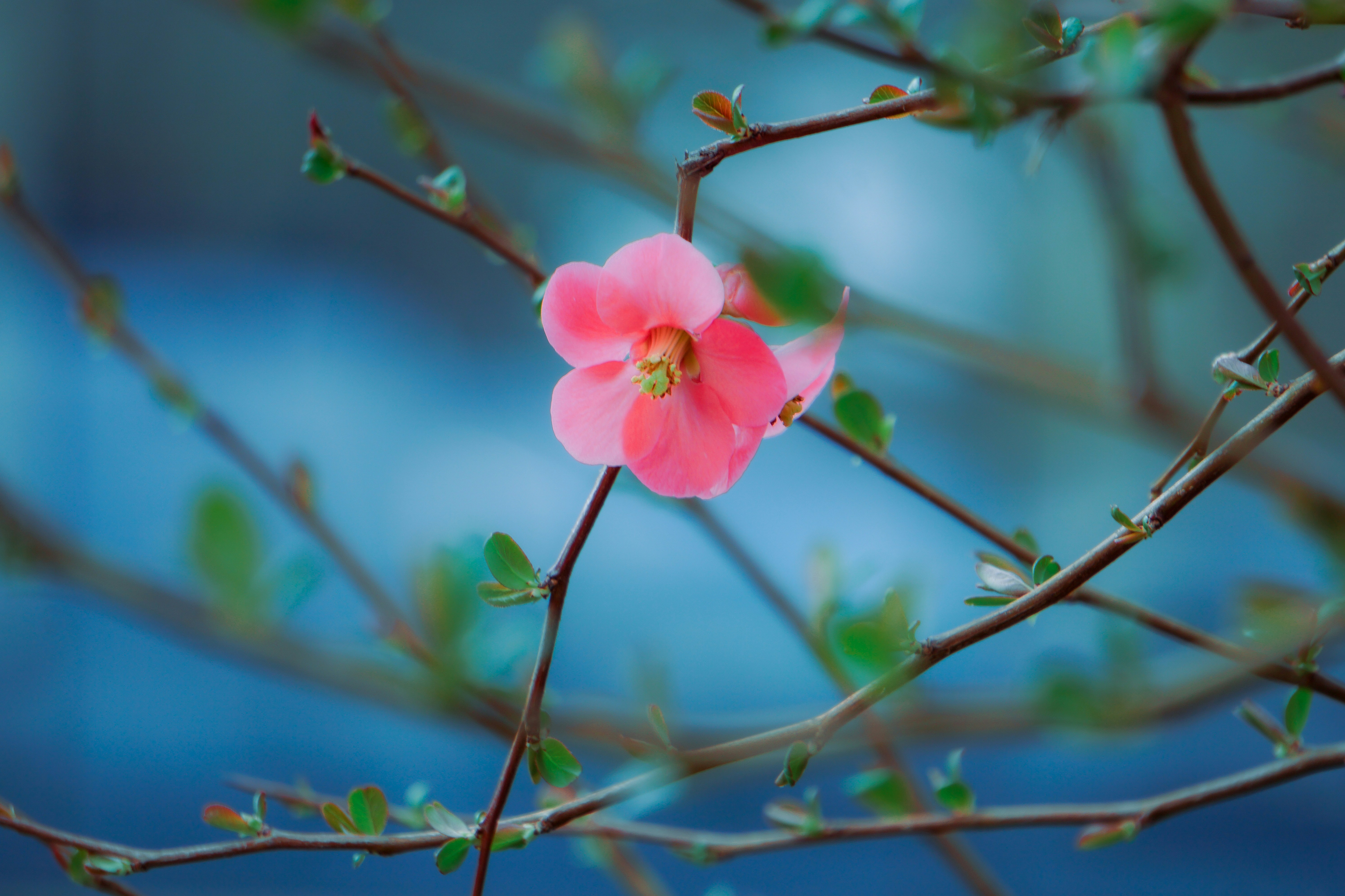 Rosy Bloom in Soft Blue Quiet