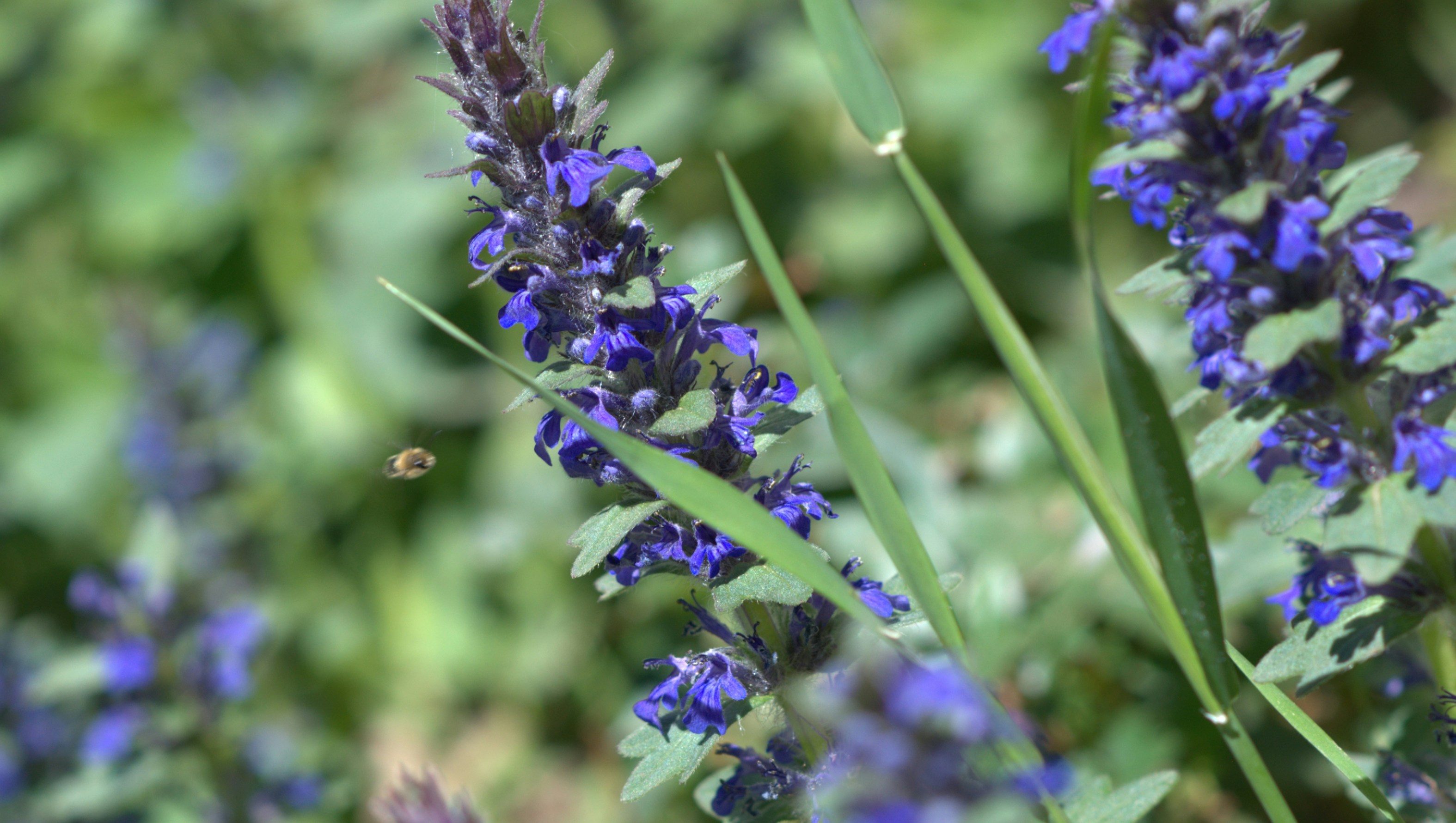 Lavender Stems in Soft Focus Meadow