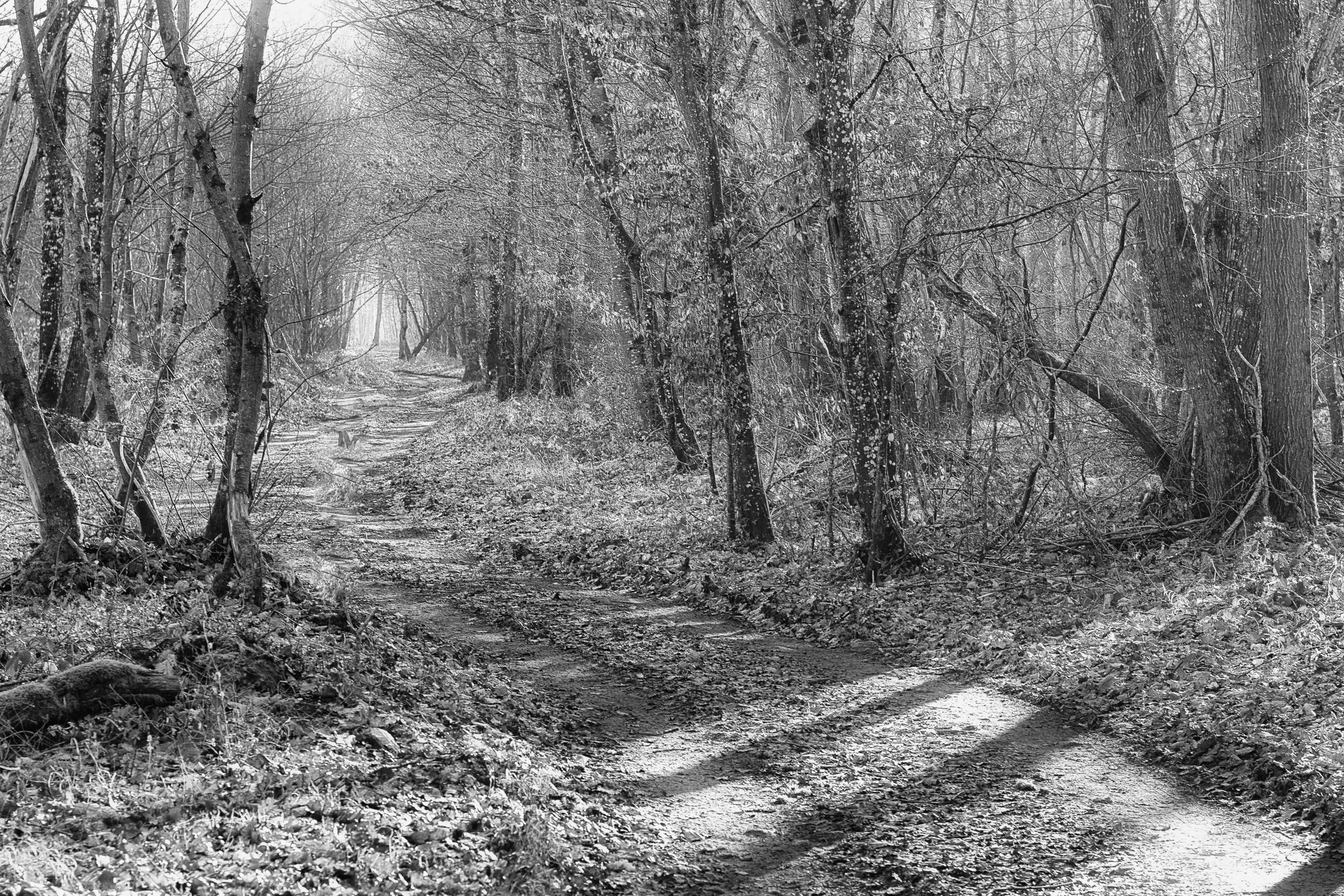Forest Path in Monochrome: Quiet Depths of a Dappled Trail