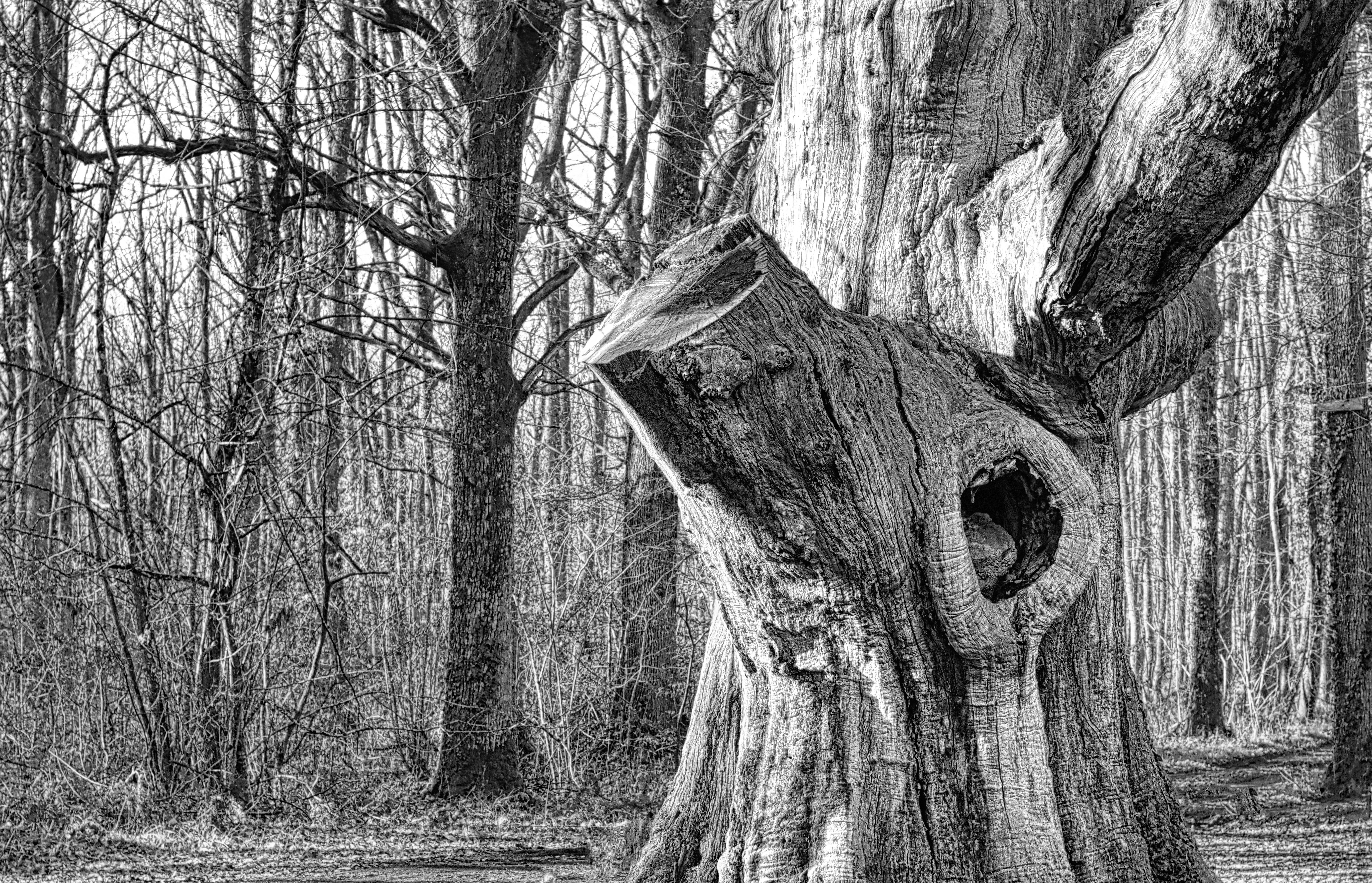Ancient Hollow: A Gnarled Tree with a Weathered Gash